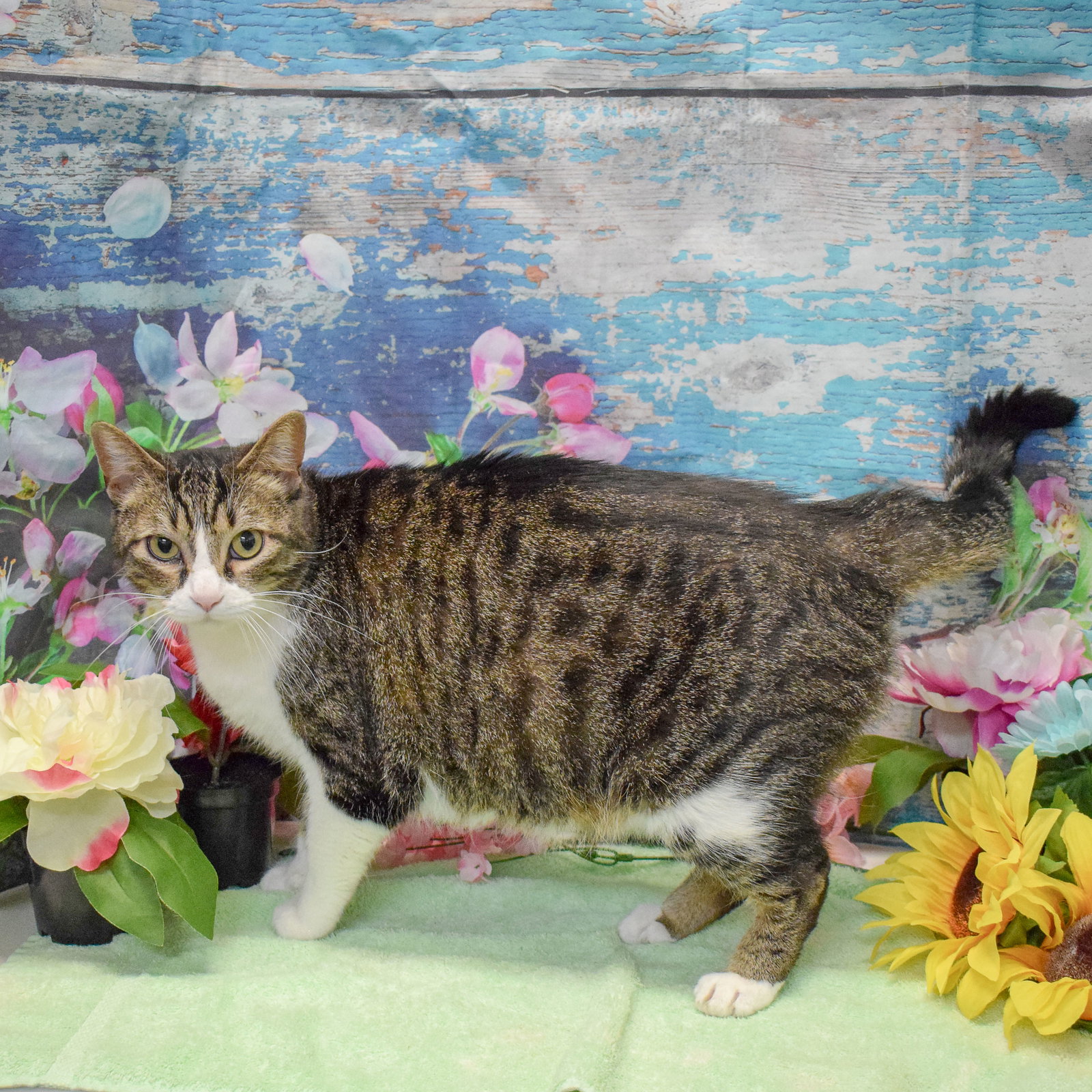 Cats for Adoption in Downers Grove, Illinois | Alpha Paw