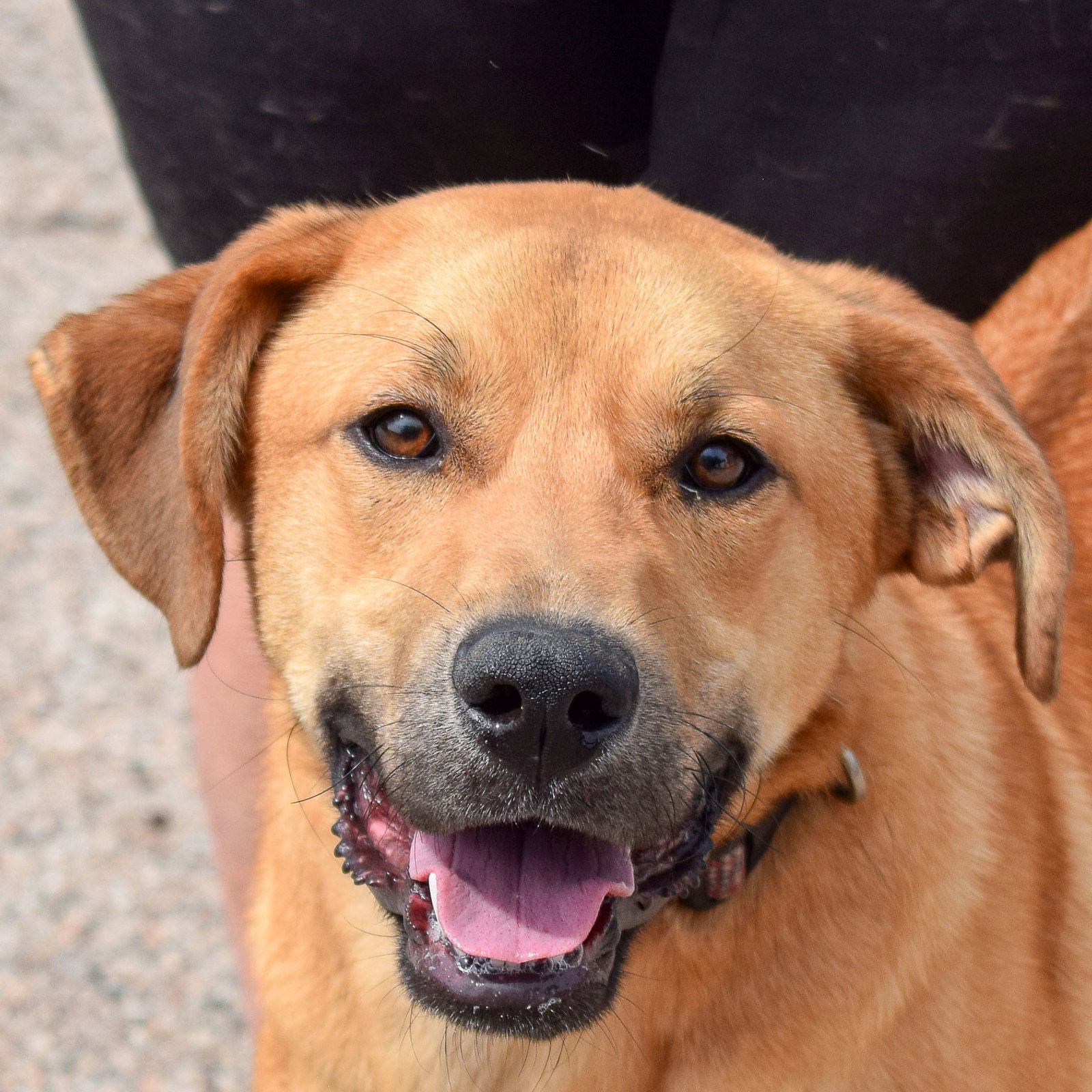 Dog for Adoption - Tyson, a Yellow Labrador Retriever in Stone Park, IL ...