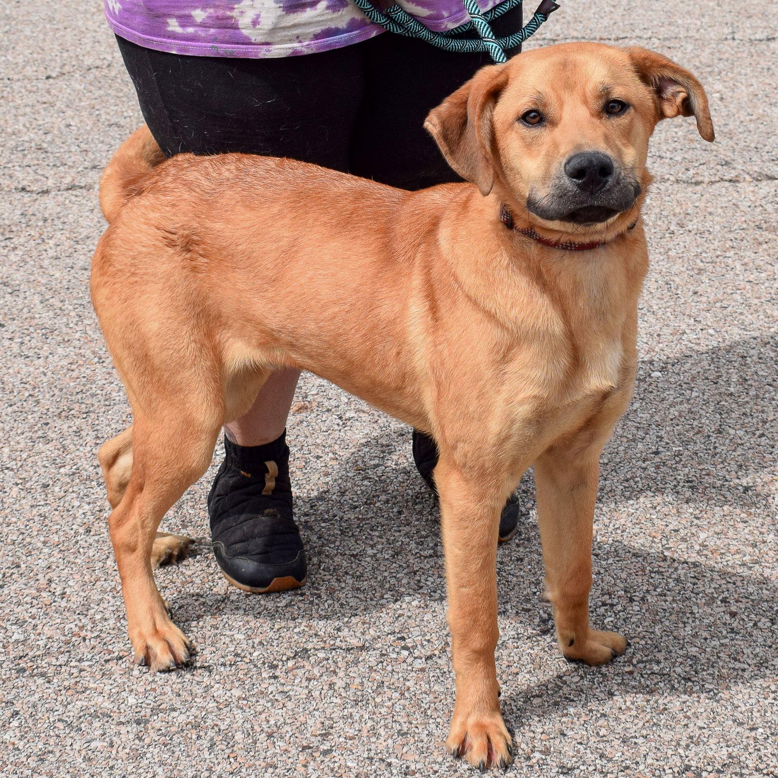 Dog for Adoption - Tyson, a Yellow Labrador Retriever in Skokie, IL ...