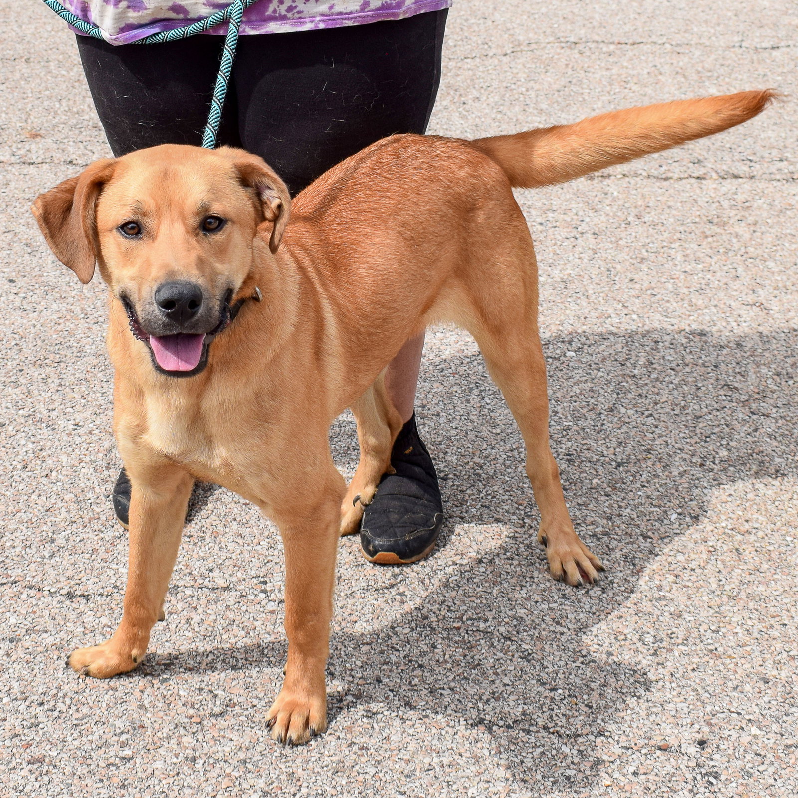 Dog for Adoption - Tyson, a Yellow Labrador Retriever in Stone Park, IL ...