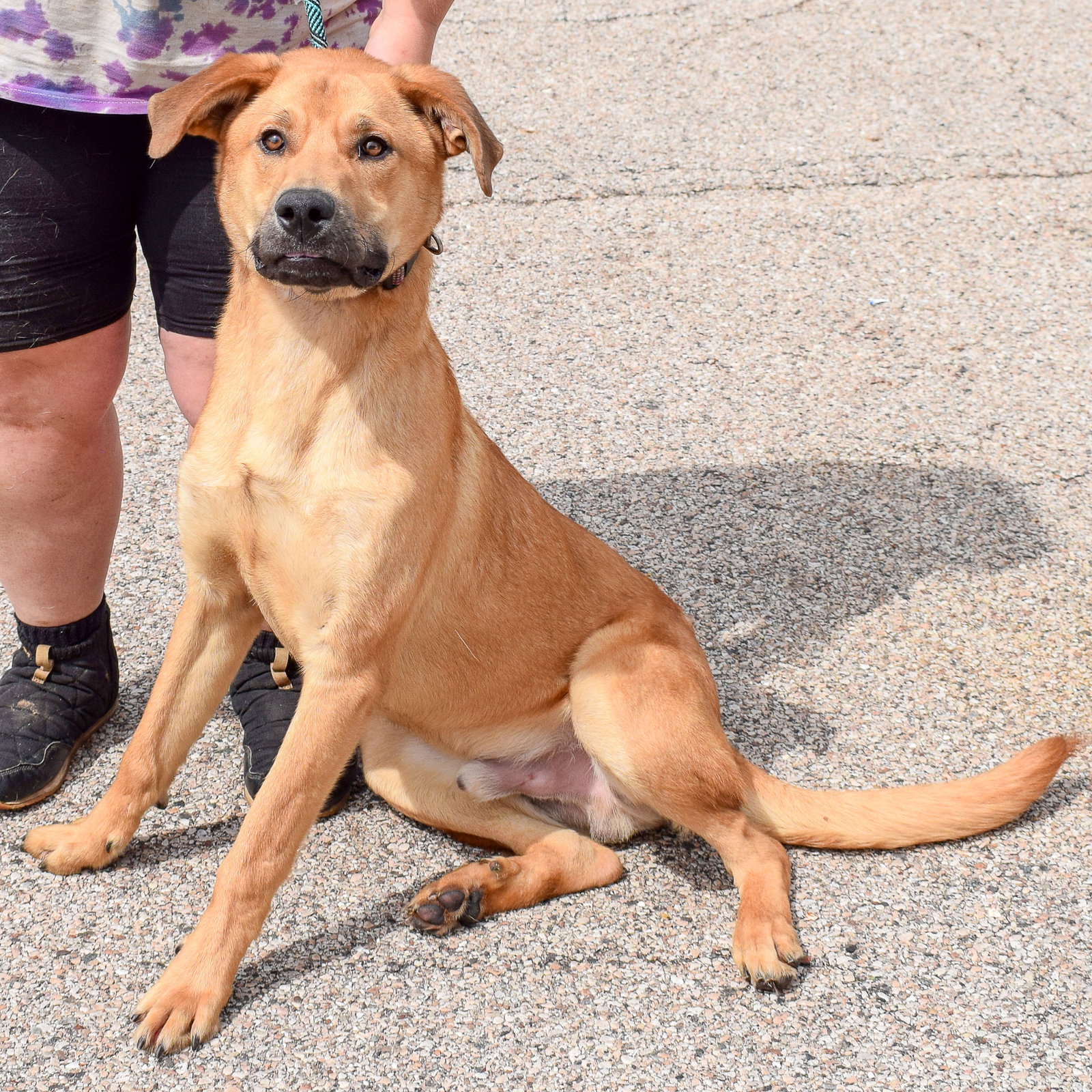 Dog for Adoption - Tyson, a Yellow Labrador Retriever in Stone Park, IL ...