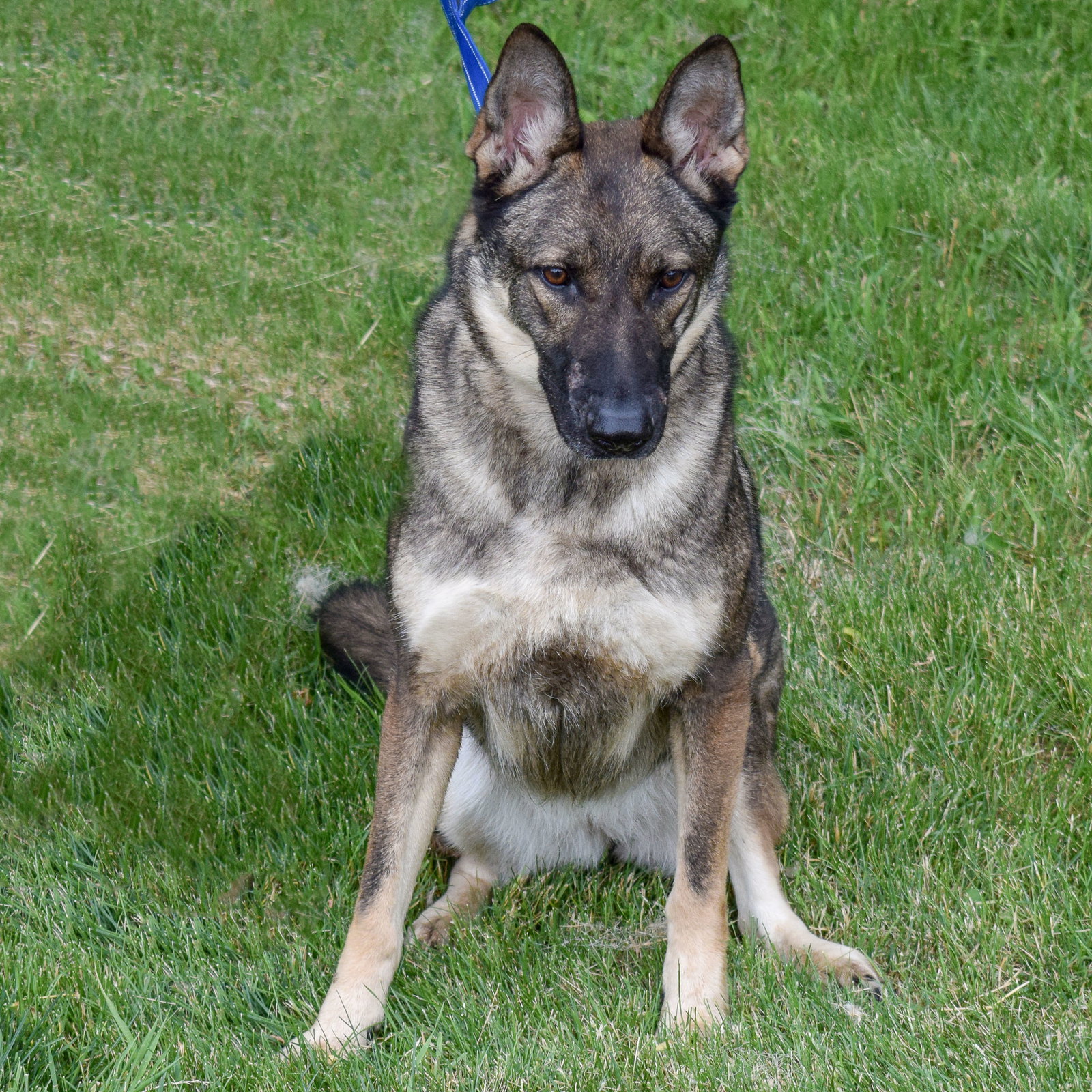 Dog for Adoption - Freya, a German Shepherd Dog in Rockford, IL | Alpha Paw
