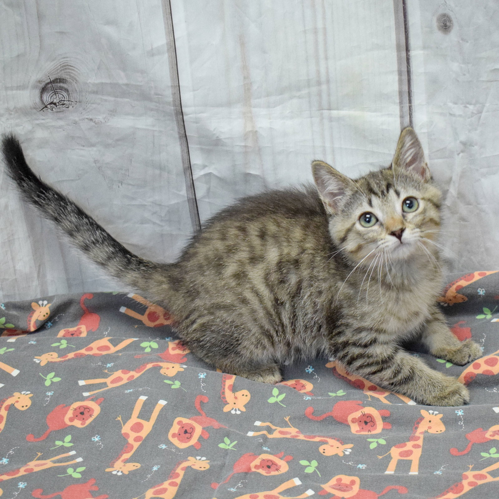 Cats for Adoption in Willowbrook, Illinois | Alpha Paw