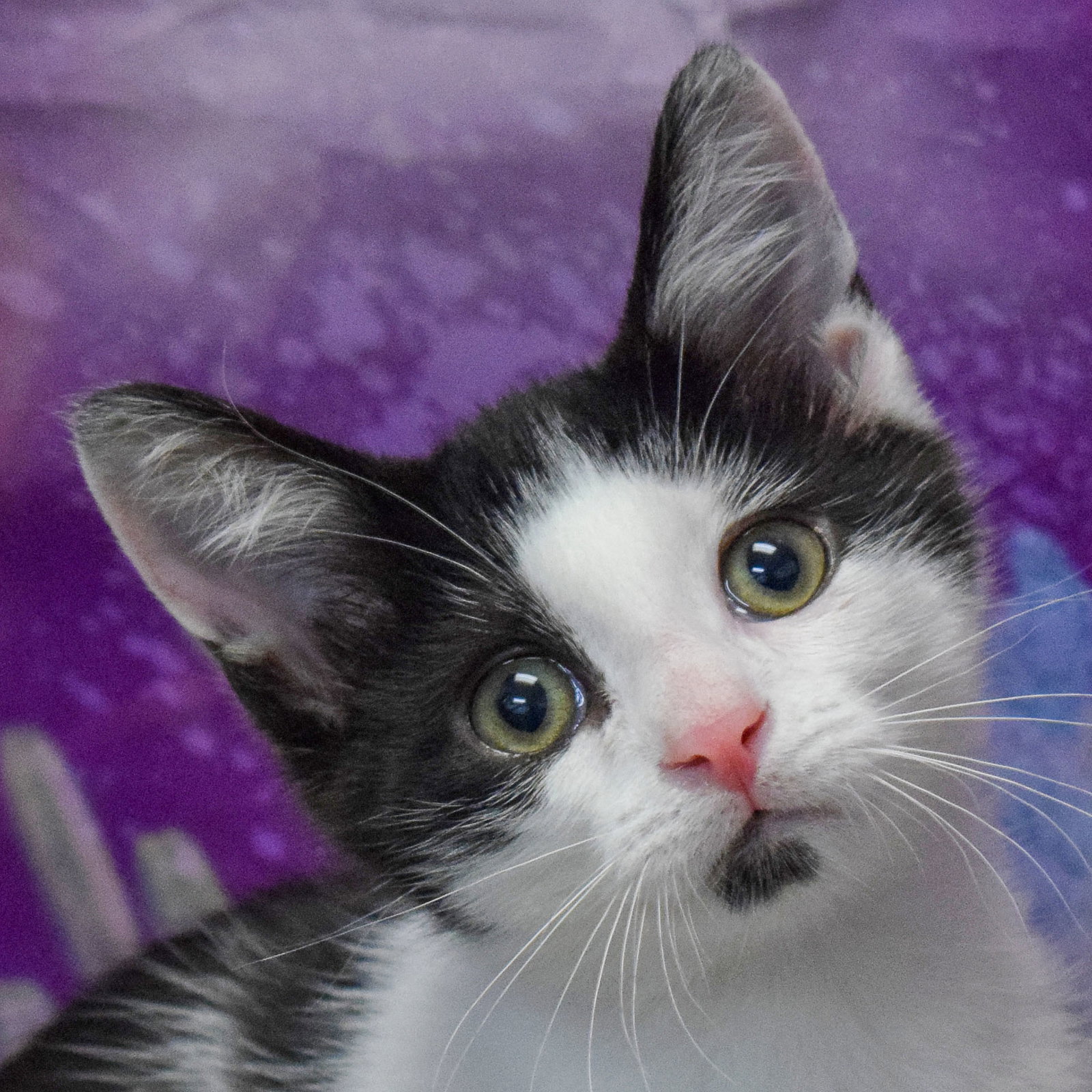Cats for Adoption in Western Springs, Illinois | Alpha Paw
