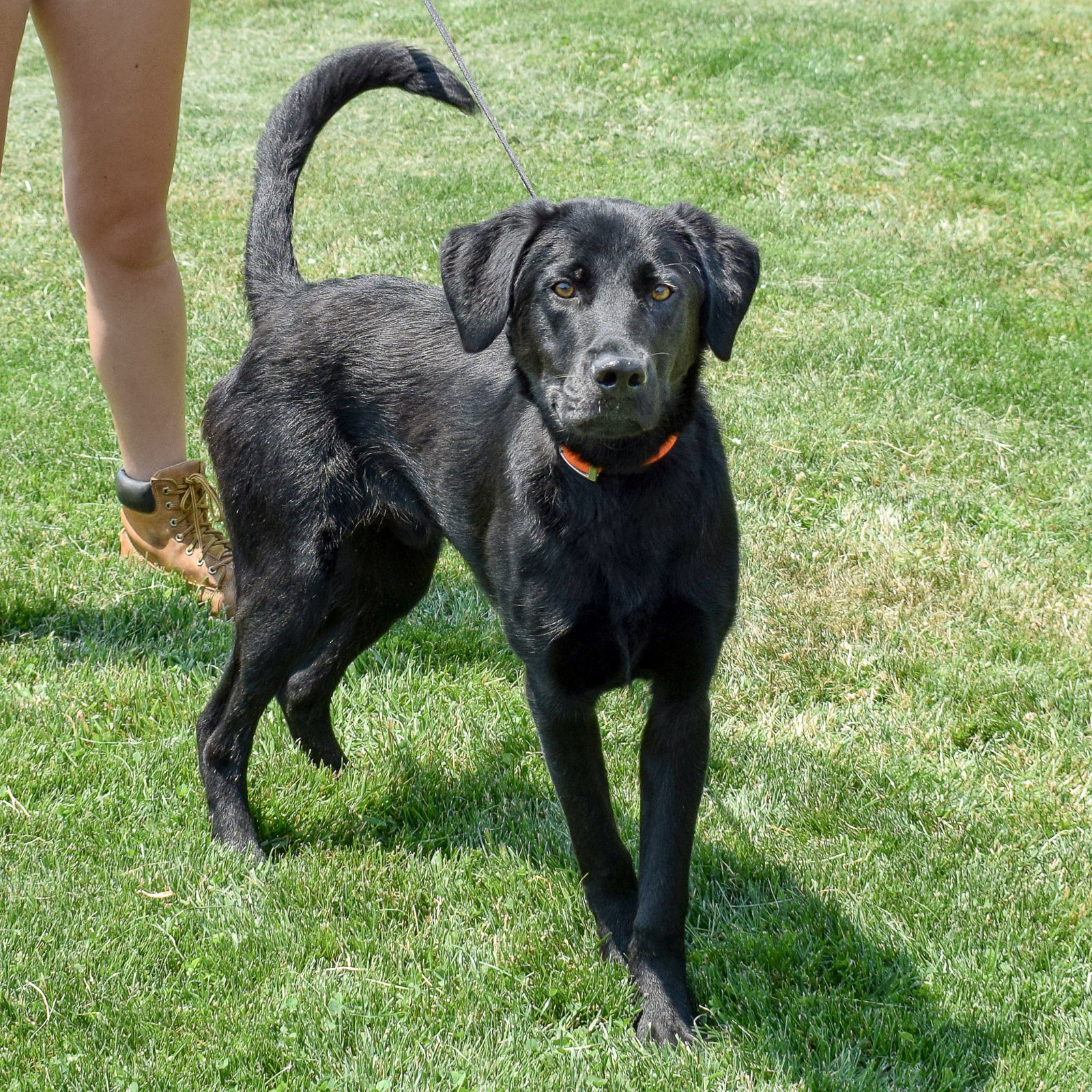 Dog for Adoption - Merlin, a Black Labrador Retriever in Bristol, WI ...