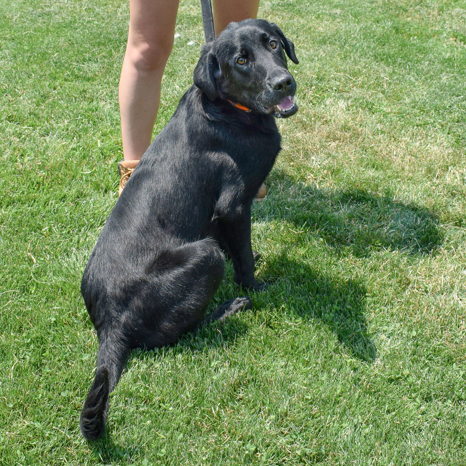 Dog for Adoption - Merlin, a Black Labrador Retriever in Bristol, WI ...