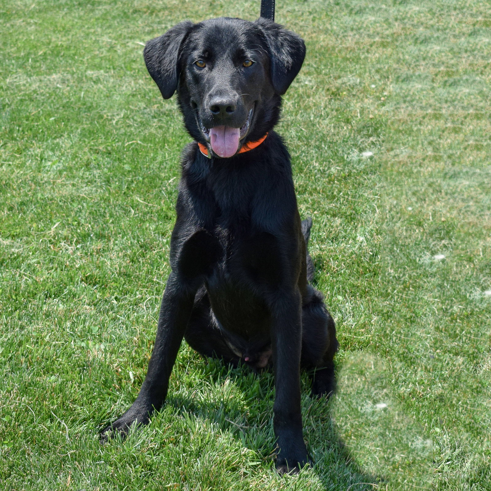 Dog for Adoption - Merlin, a Black Labrador Retriever in Bristol, WI ...