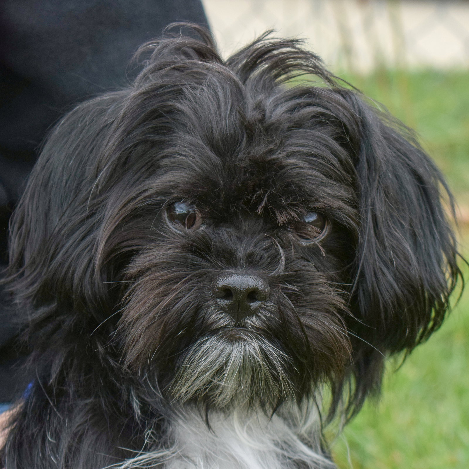 Dog for Adoption - Checkers, a Lhasa Apso in Lincolnwood, IL | Alpha Paw
