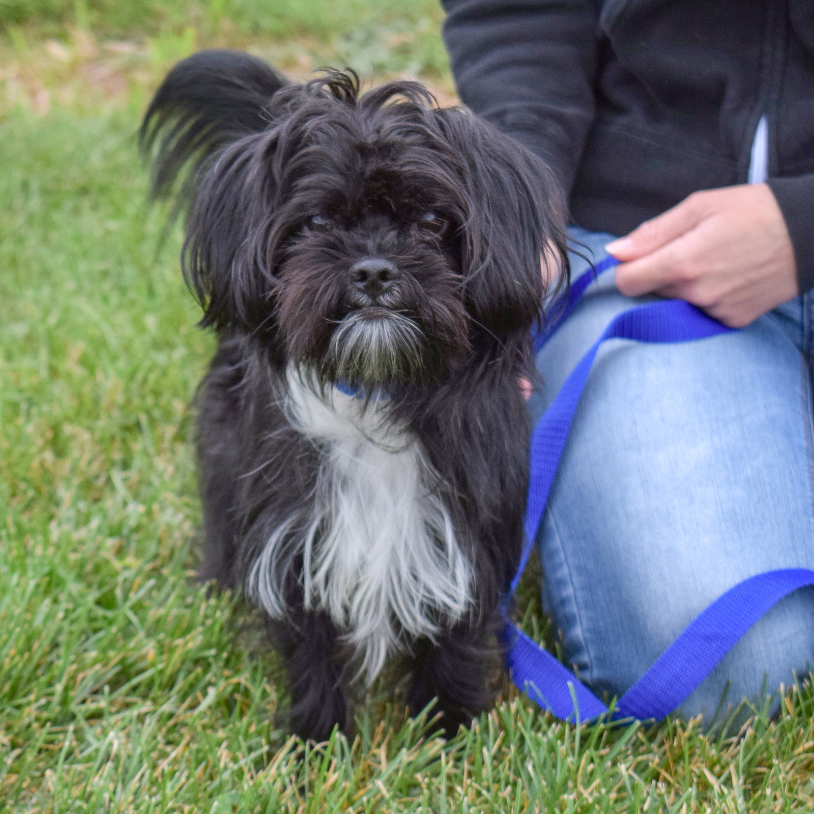 Dog for Adoption - Checkers, a Lhasa Apso in Lincolnwood, IL | Alpha Paw