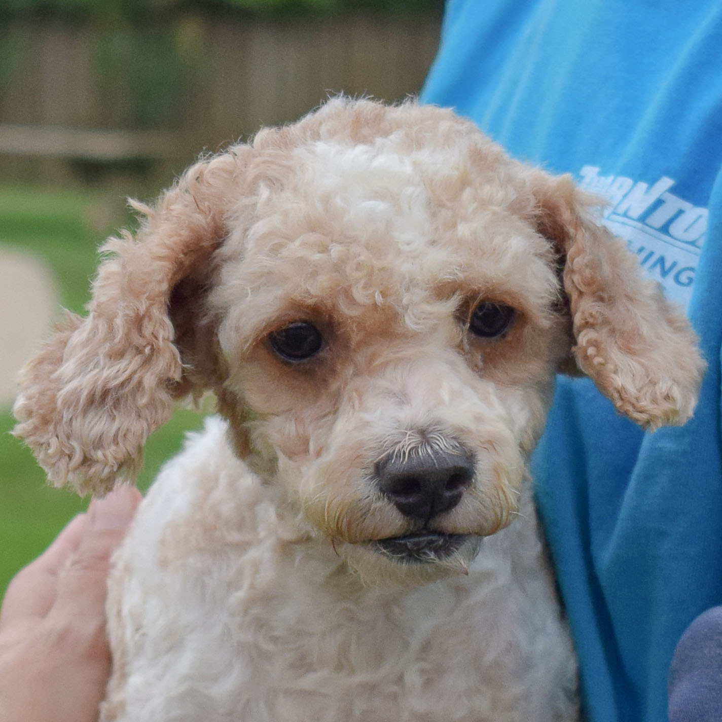 Dog for Adoption - Cider, a Poodle (unknown type) in Lake County, IL ...