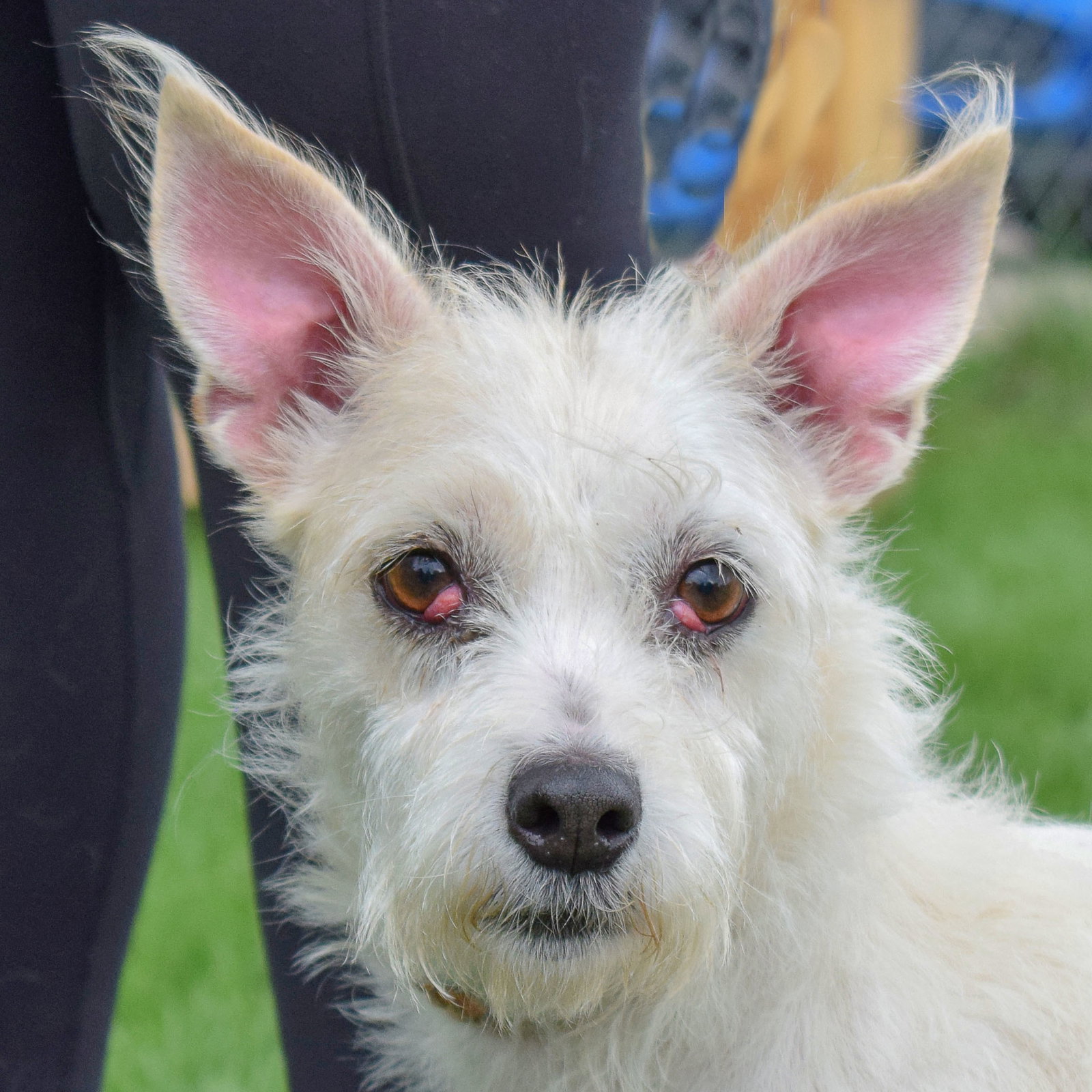 Dog adoption in Huntley, IL 60142: Wirehaired Fox Terrier / Yorkshire ...