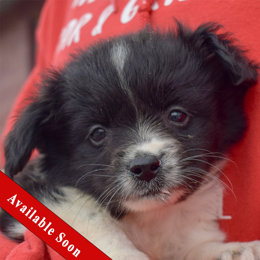 Dog adoption in Huntley, IL 60142: Pomeranian / Shetland Sheepdog ...