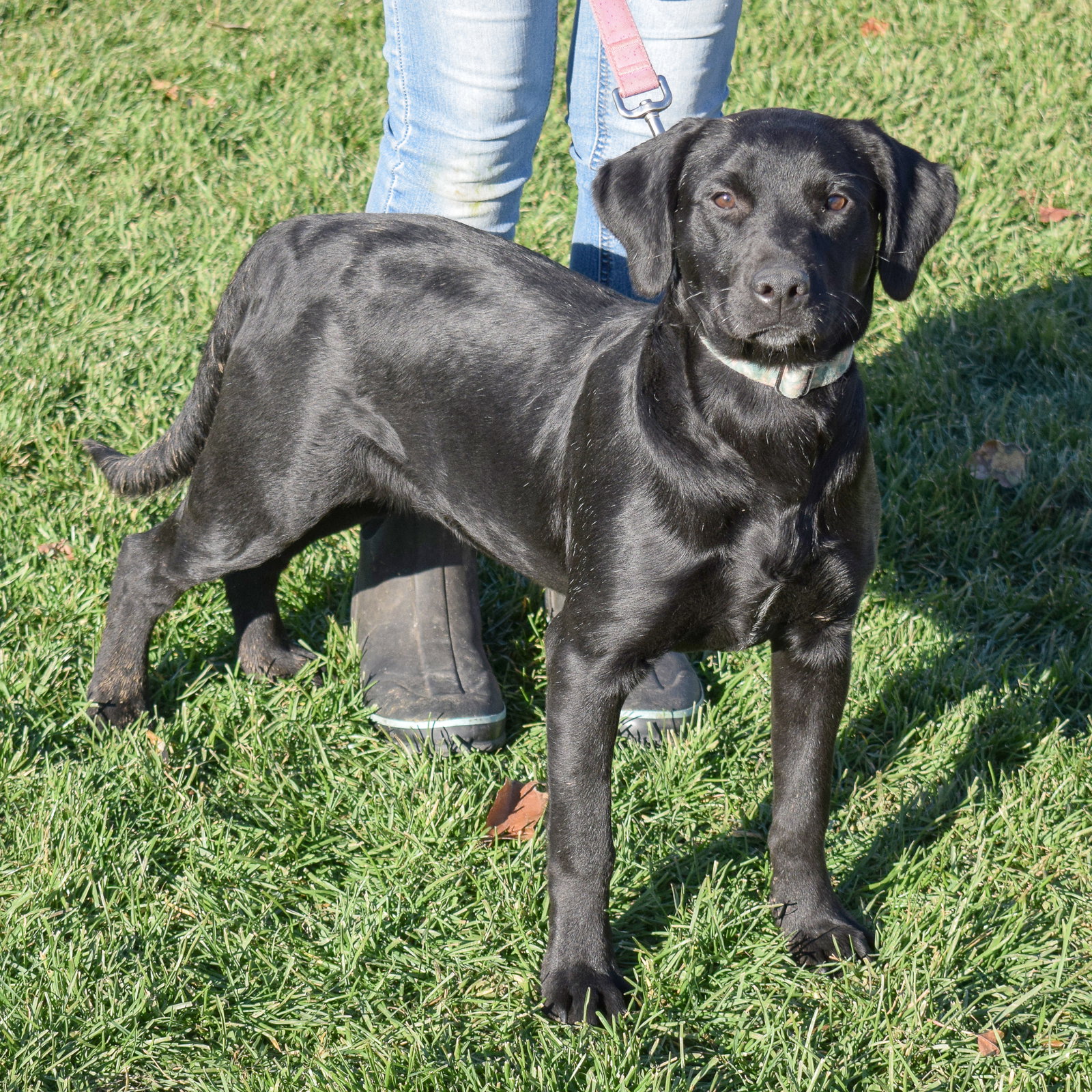 Dog for Adoption - River, a Black Labrador Retriever in Lake Geneva, WI ...