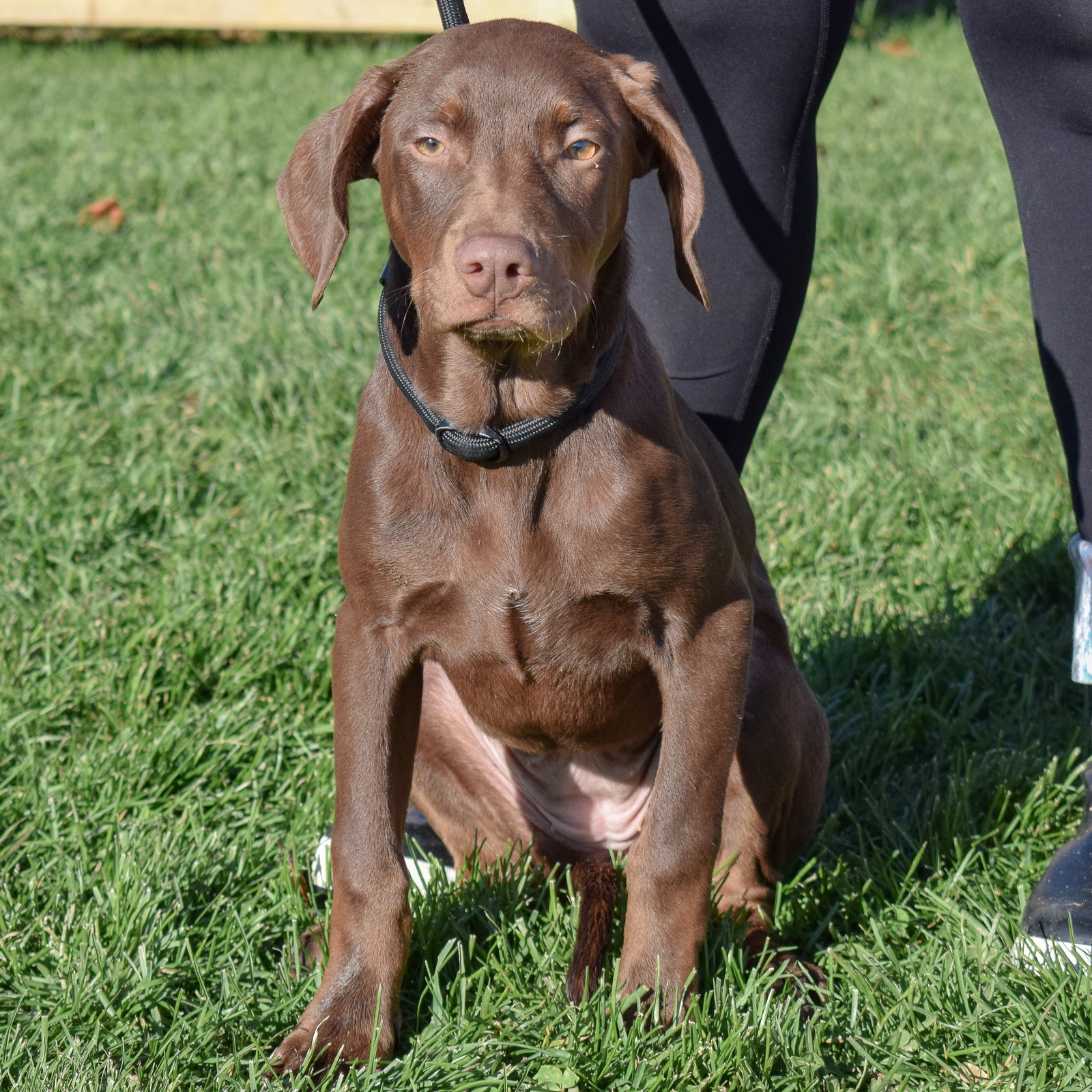 Dog for Adoption - Swiss, a Chocolate Labrador Retriever in East Dundee ...