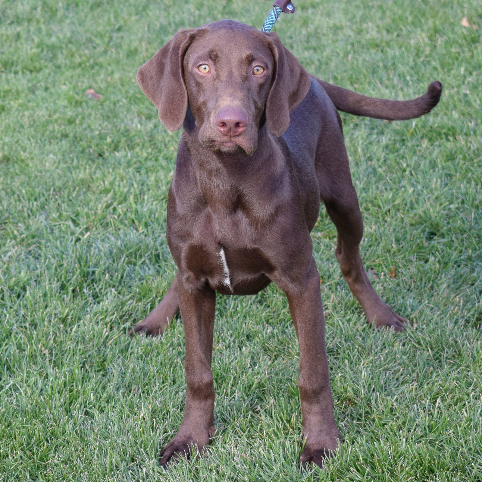 Dog for Adoption - Church, a Chocolate Labrador Retriever in West ...