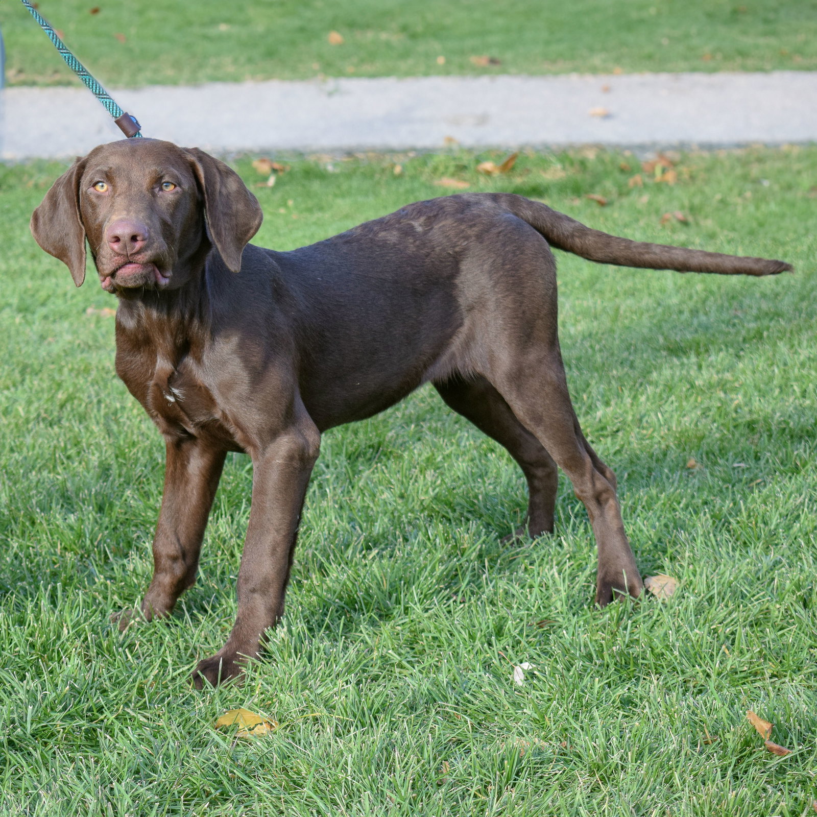 Dog for Adoption - Lailah, a Chocolate Labrador Retriever in Venetian ...