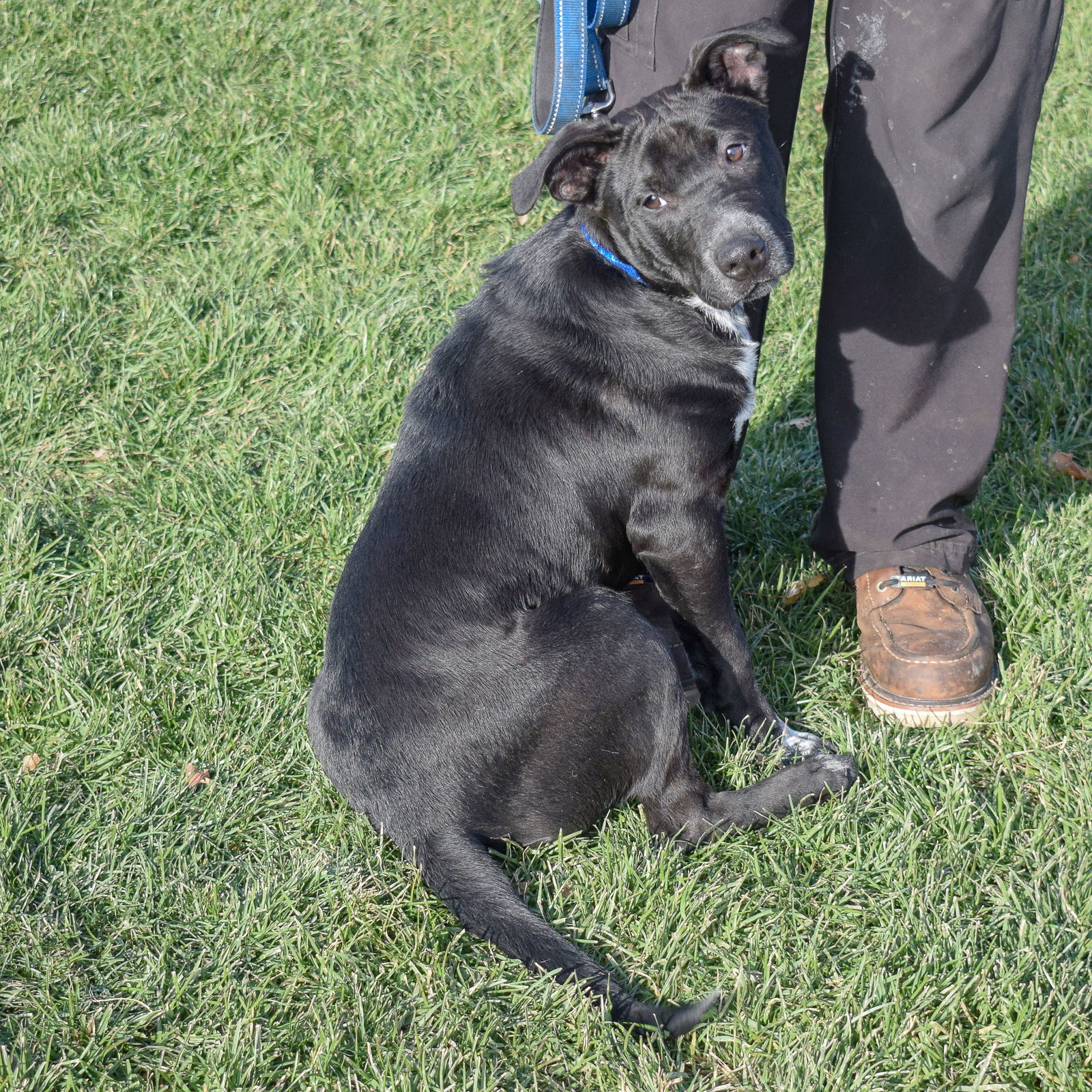 Dog for Adoption - Pepsi, a Black Labrador Retriever in Glenview, IL ...