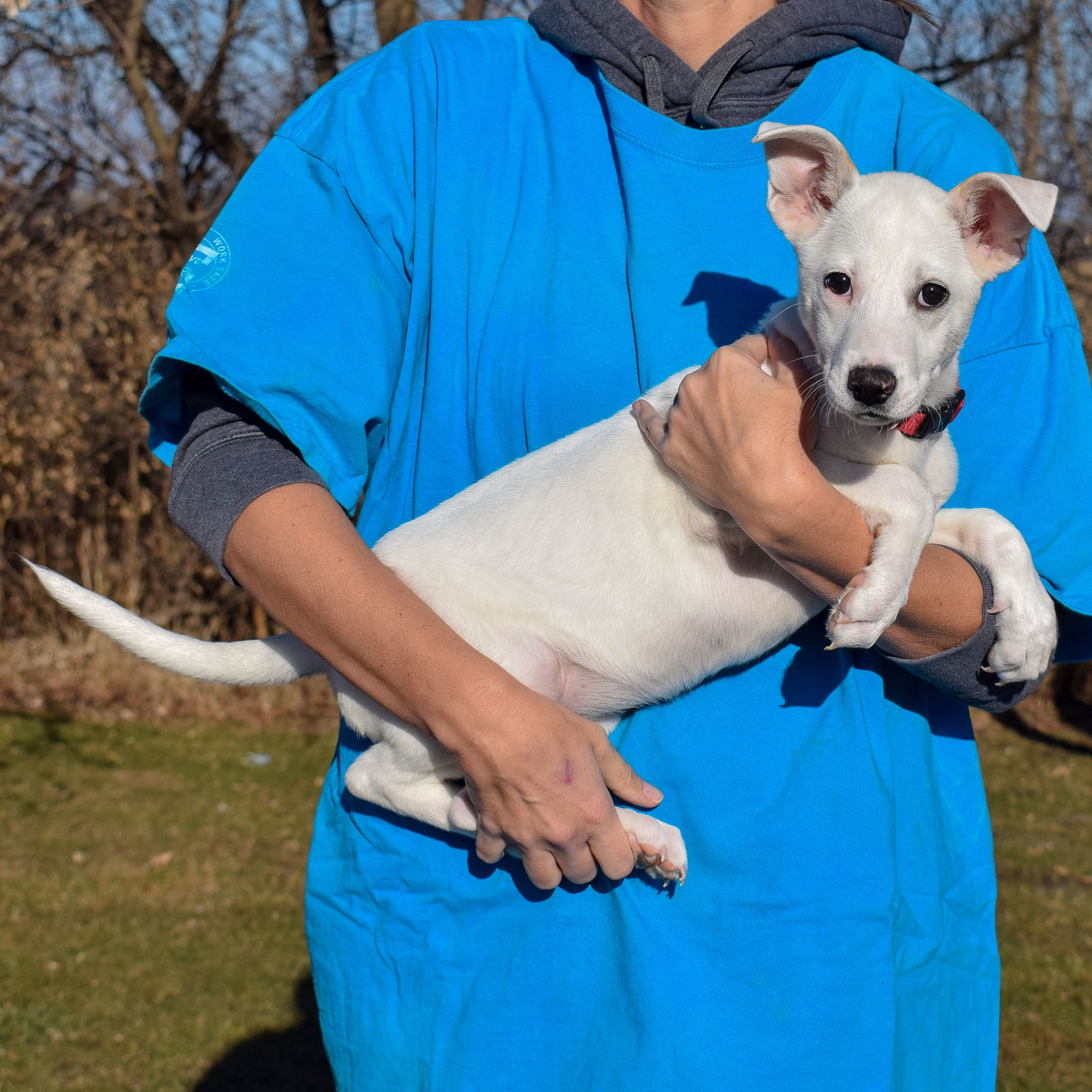 Dog for Adoption - Sara, a Labrador Retriever in Yorkville, IL | Alpha Paw