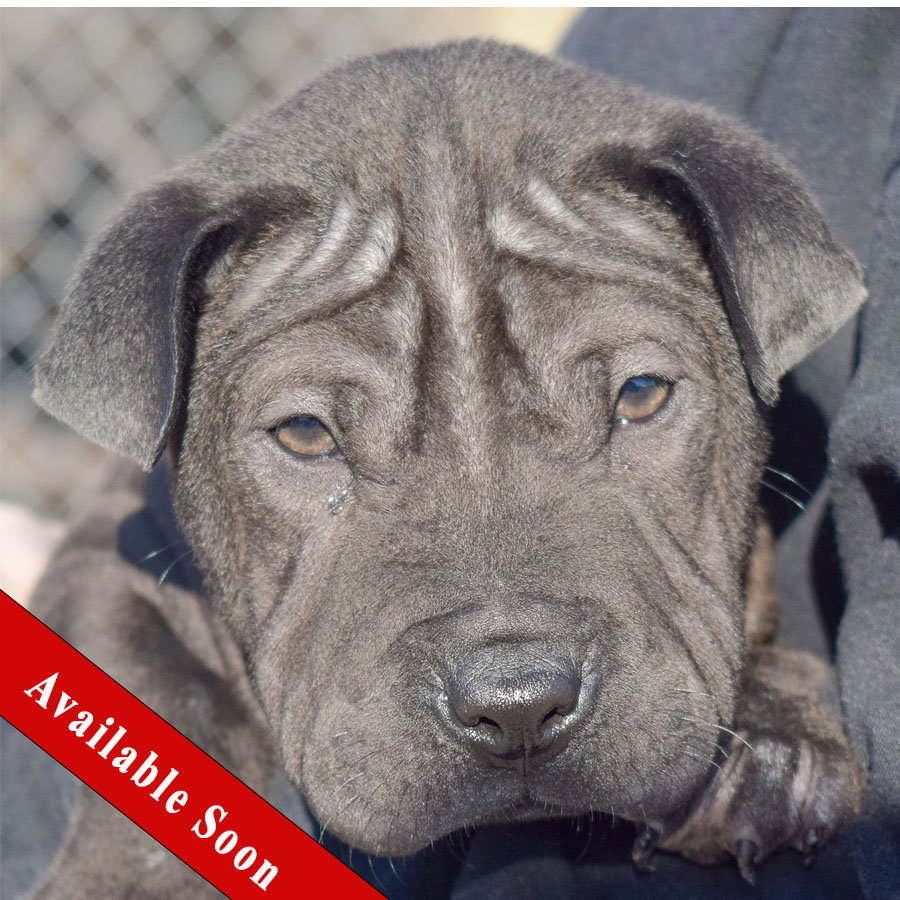 Dog for Adoption - Topaz, a Shar Pei in Bensenville, IL | Alpha Paw