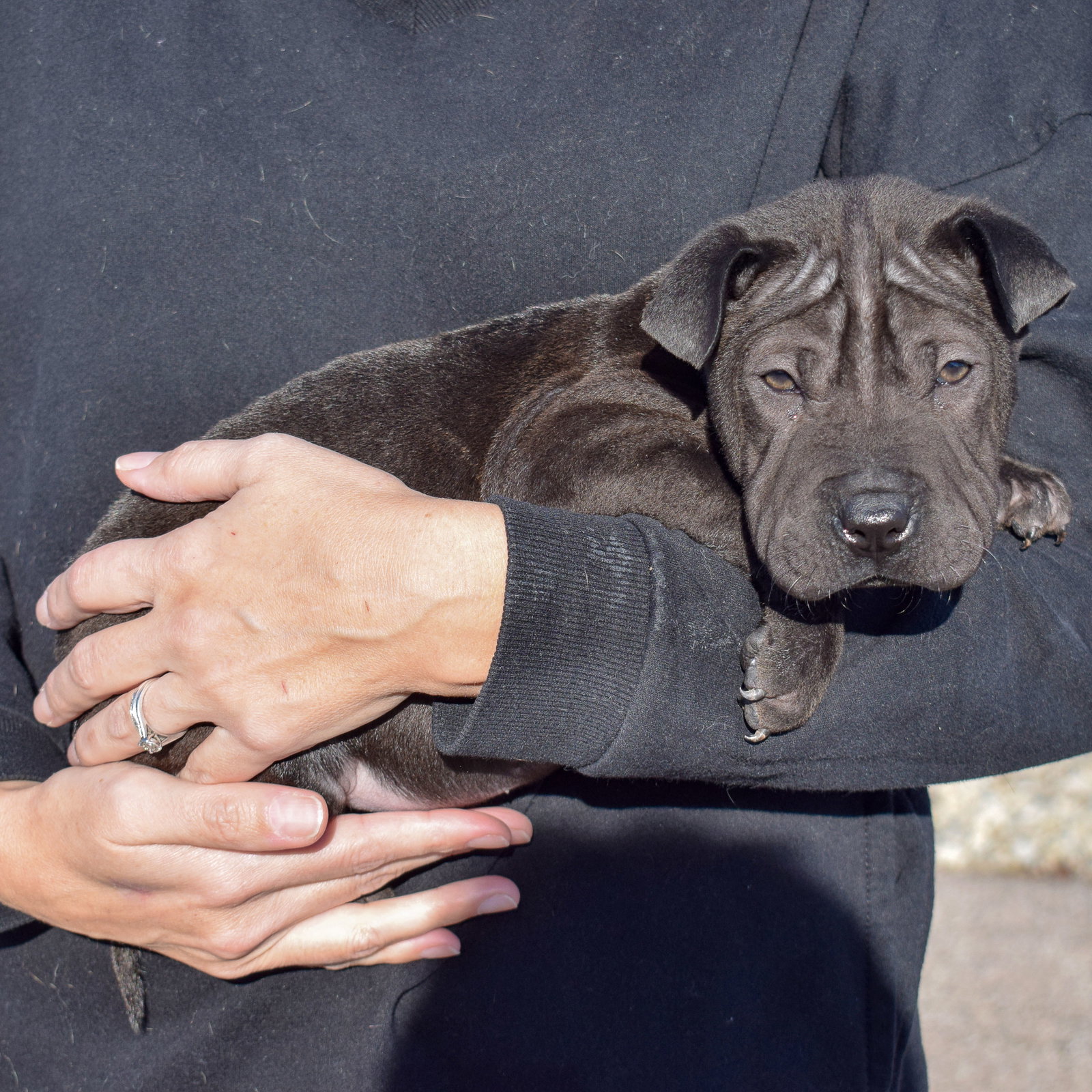 Dog for Adoption - Topaz, a Shar Pei in Bensenville, IL | Alpha Paw