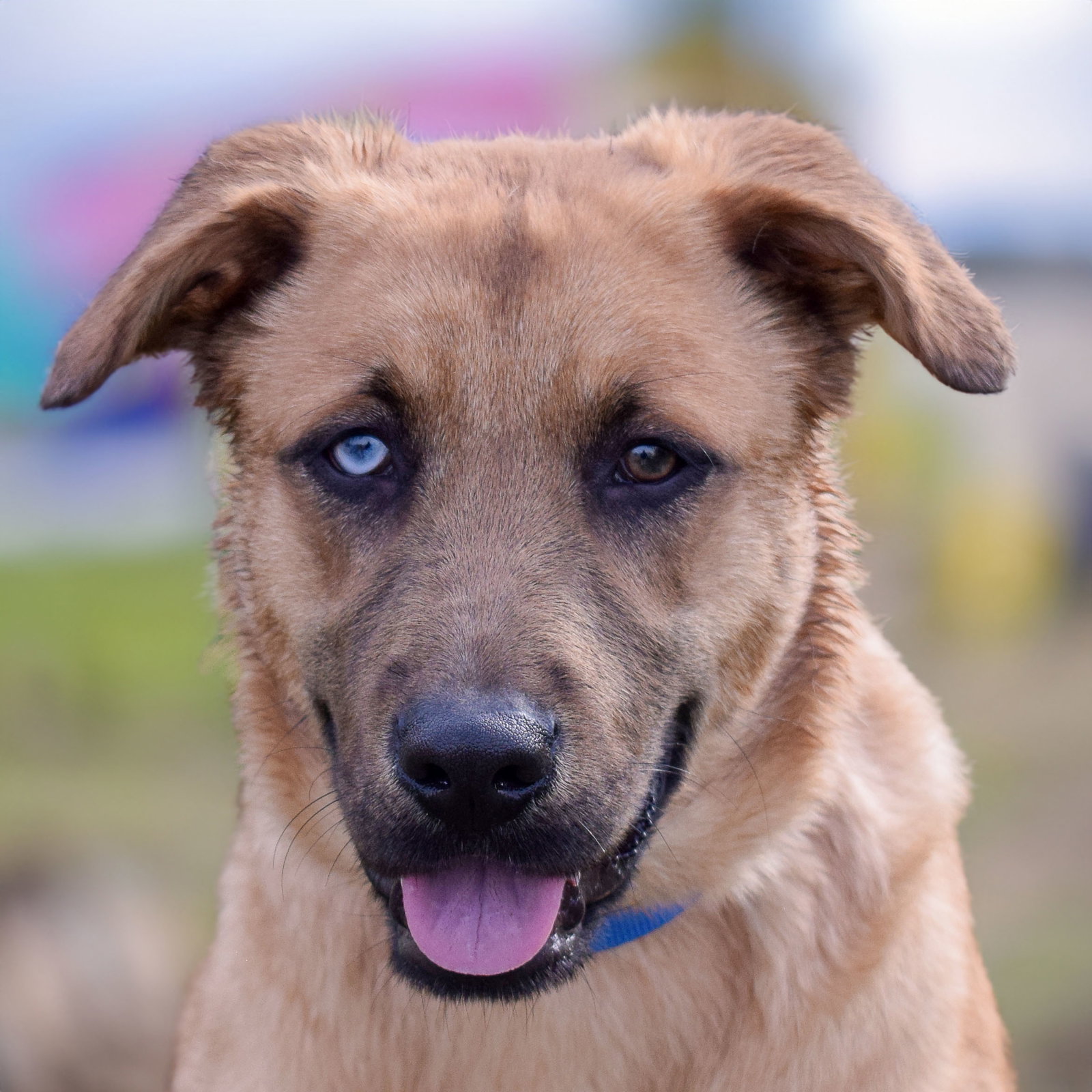 Dog for Adoption - Connor, a German Shepherd Dog in Lombard, IL | Alpha Paw