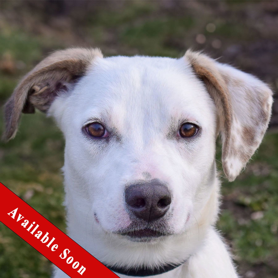 Dog for Adoption - Luna, a Yellow Labrador Retriever in Joliet, IL ...
