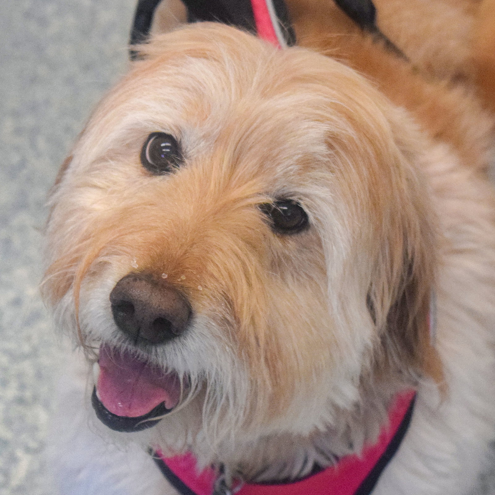 Dog for Adoption - Sheila, a Golden Retriever in Oswego, IL | Alpha Paw