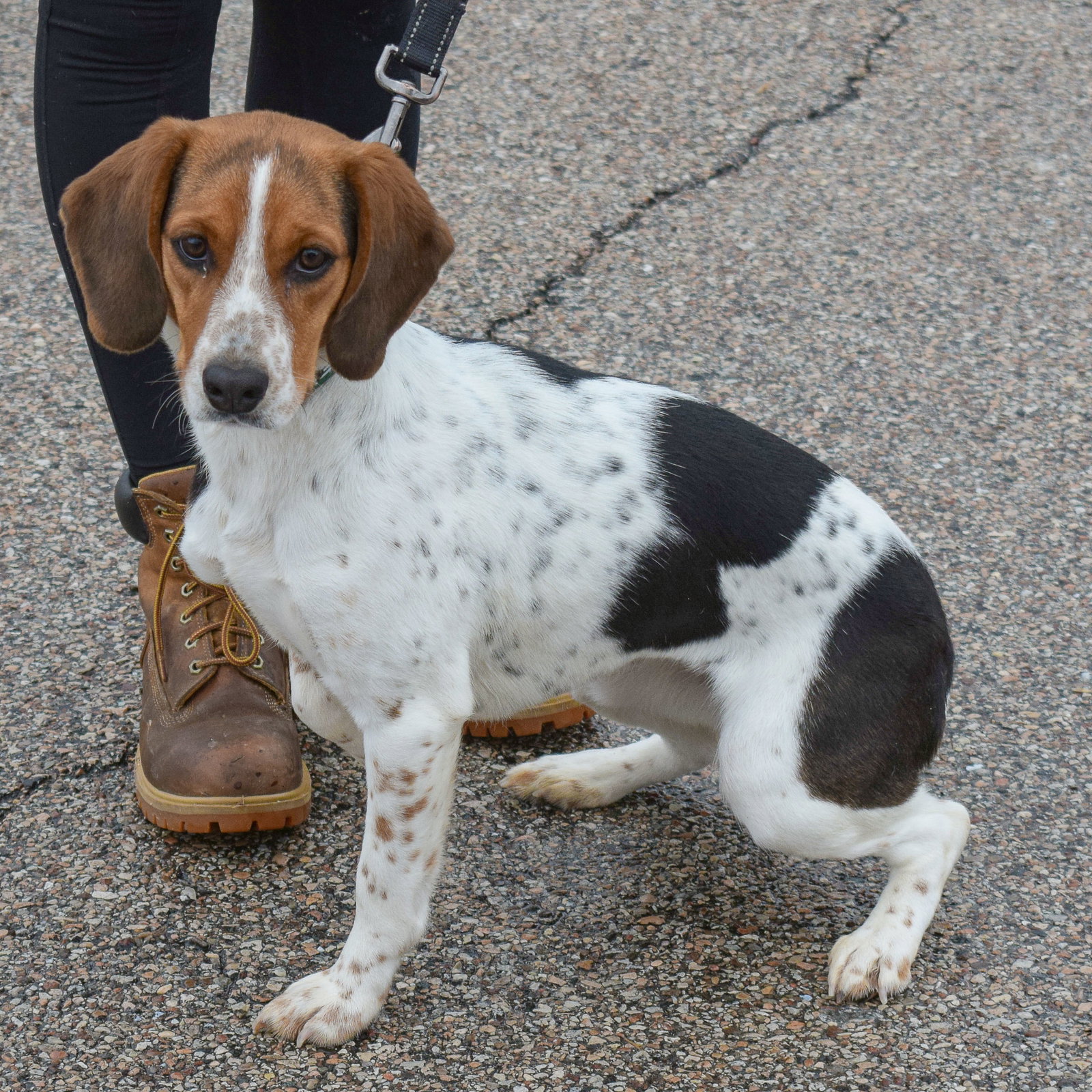 Dog for Adoption - Haley, a Beagle in Brookfield, IL | Alpha Paw