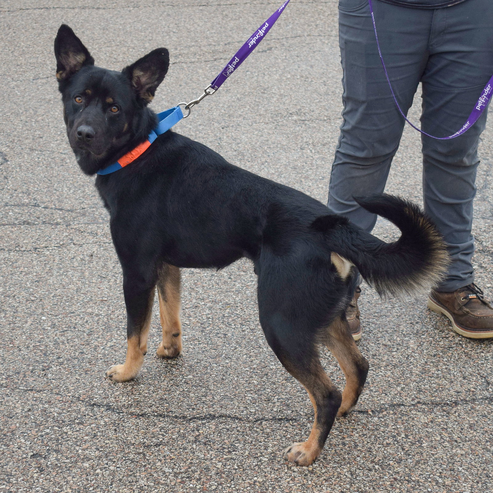 Dog for Adoption - King, a German Shepherd Dog in East Garfield Park ...