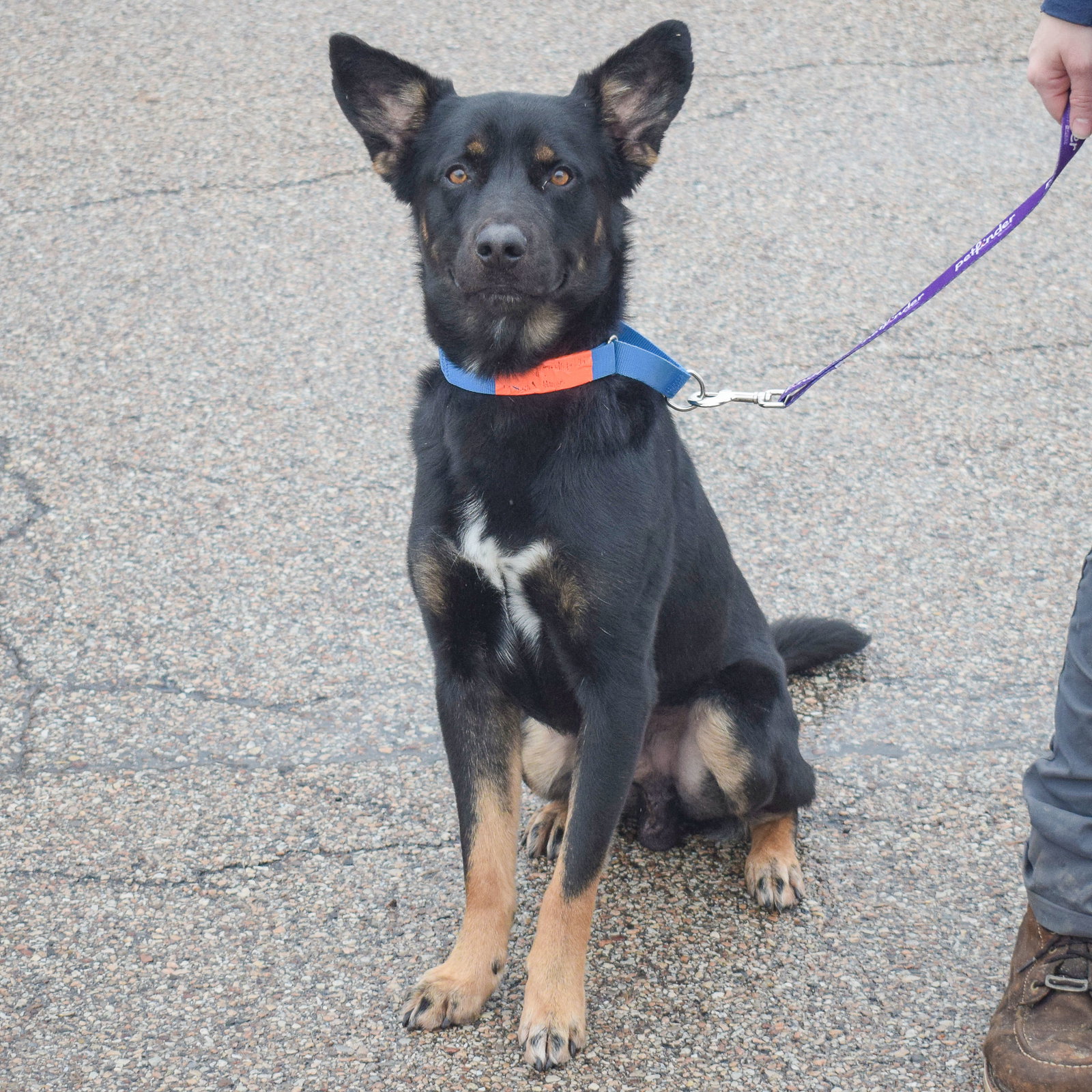 Dog for Adoption - King, a German Shepherd Dog in East Garfield Park ...