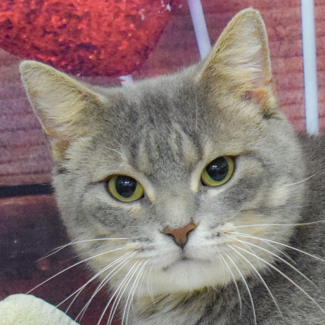 Cats for Adoption in Lake County, Illinois | Alpha Paw