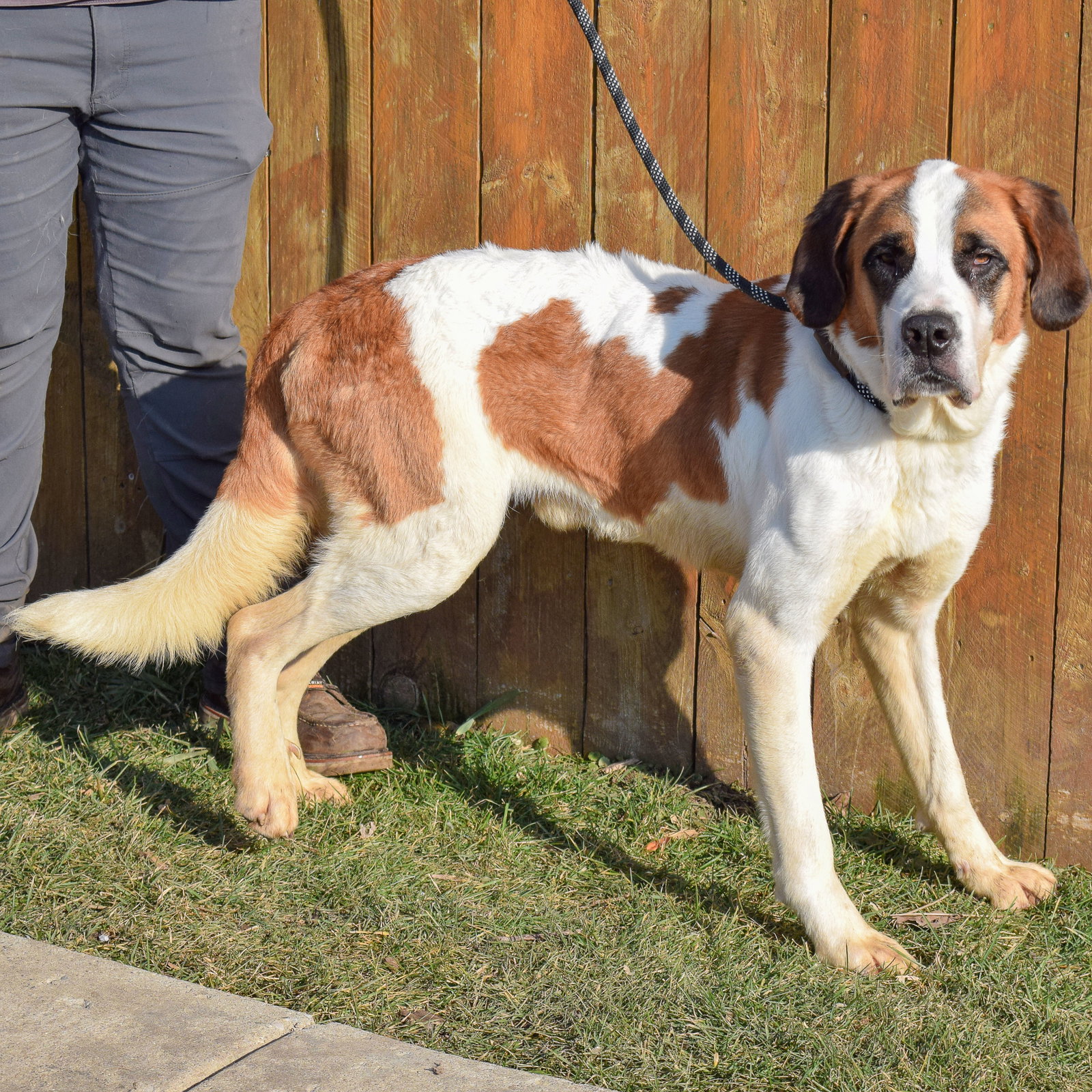 Dog for Adoption - Hanley, a Saint Bernard in Naperville, IL | Alpha Paw