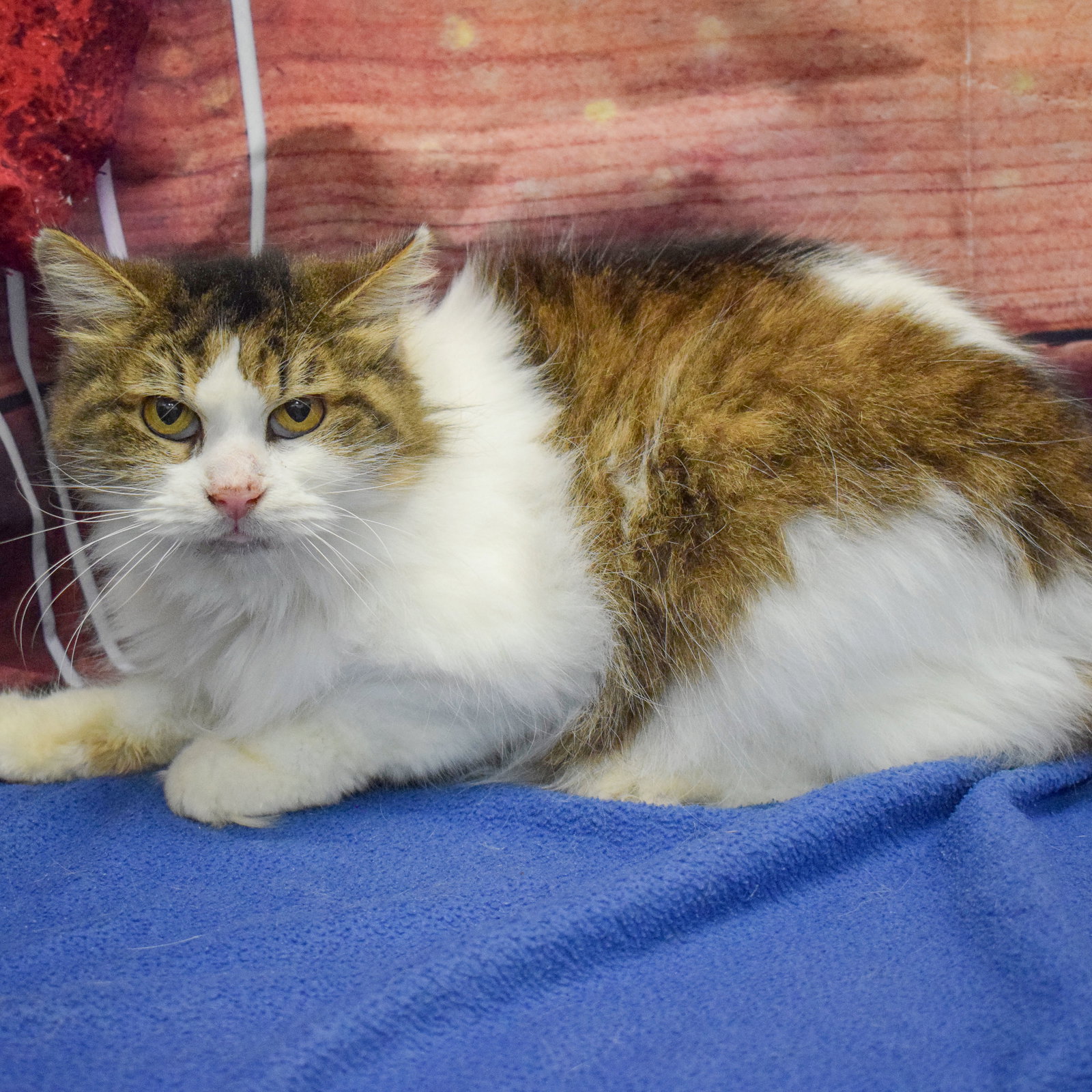 Cats for Adoption in Plano, Illinois | Alpha Paw