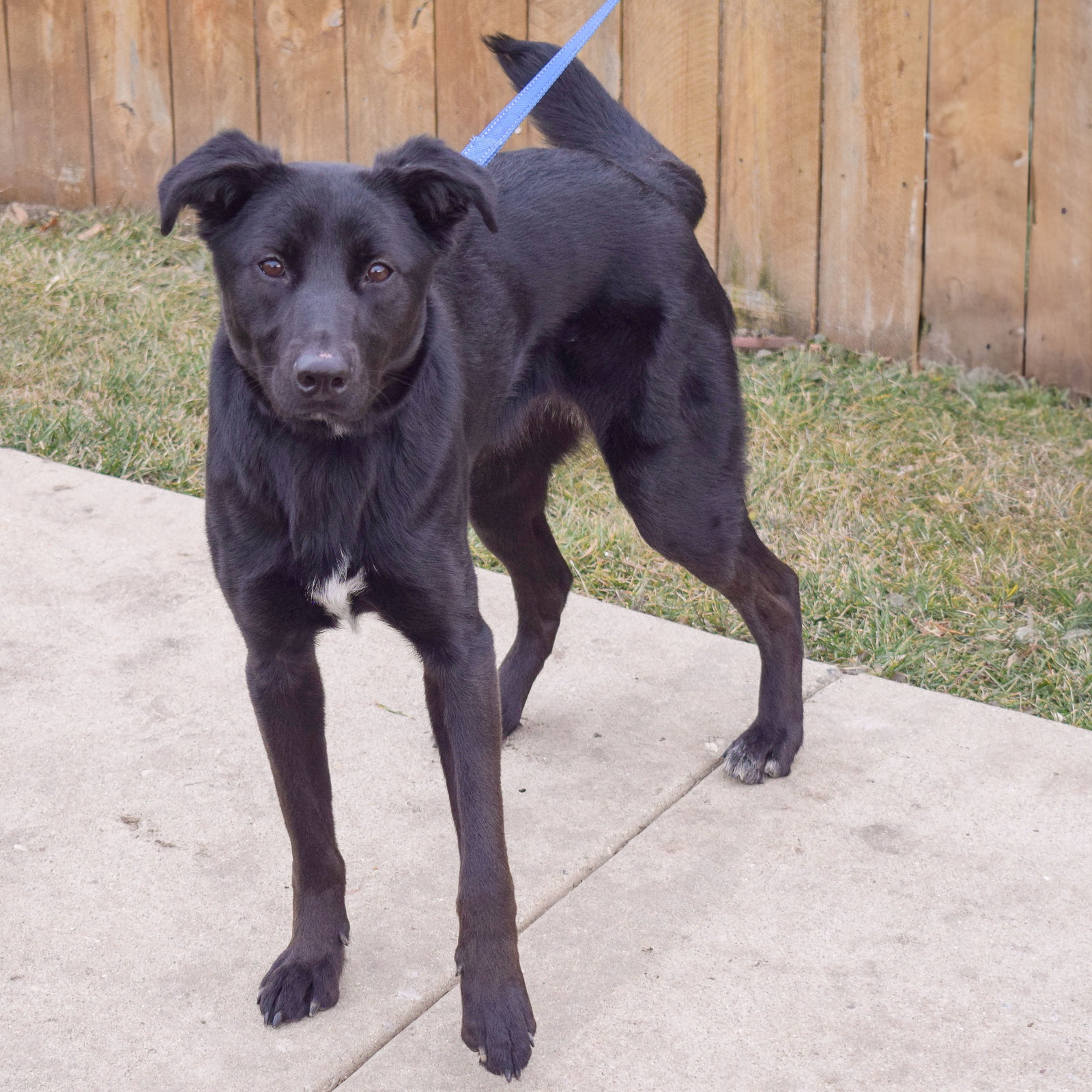 Dog for Adoption - Pebbles, a German Shepherd Dog in South Elgin, IL ...
