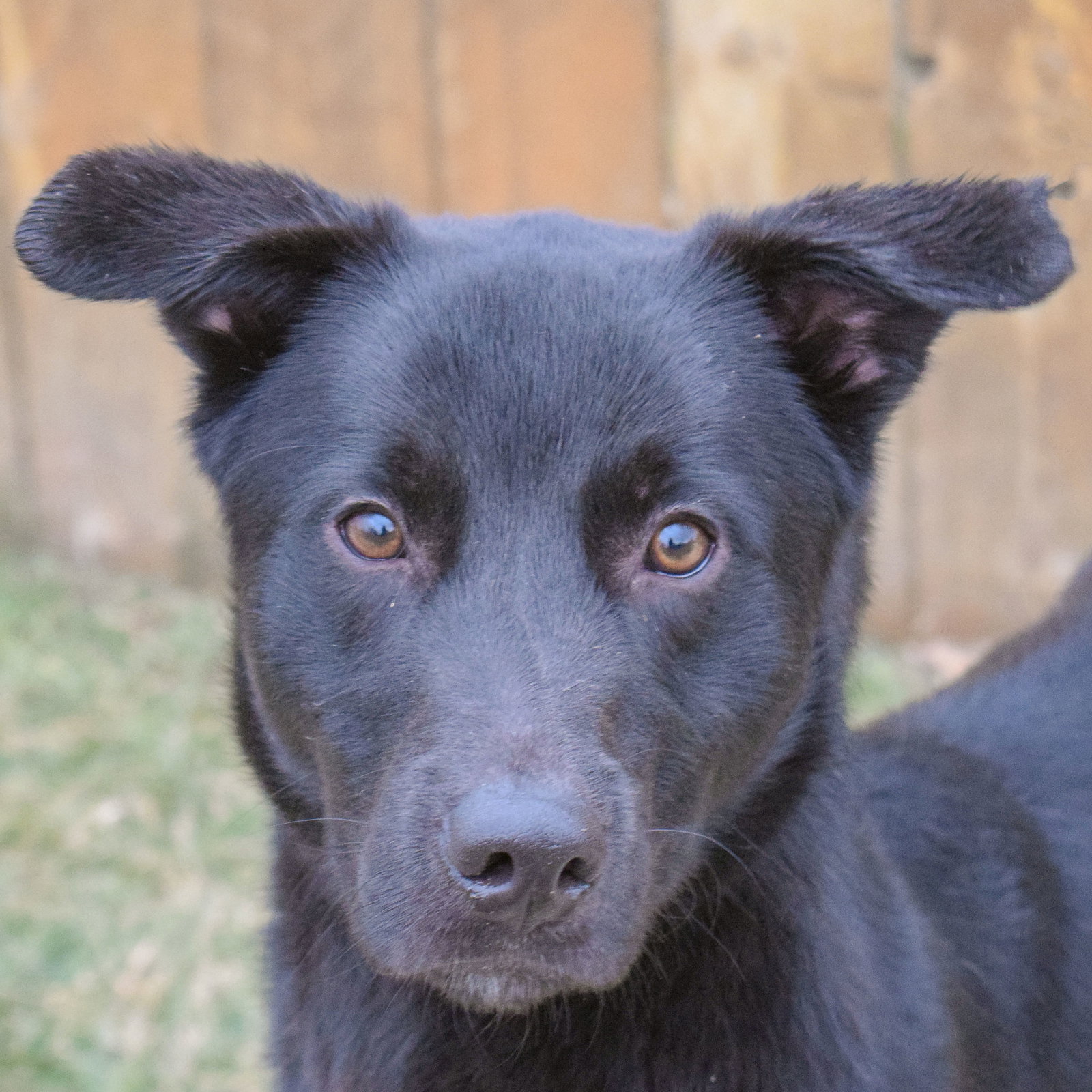 Dog for Adoption - Beau, a Black Labrador Retriever in Bellwood, IL ...