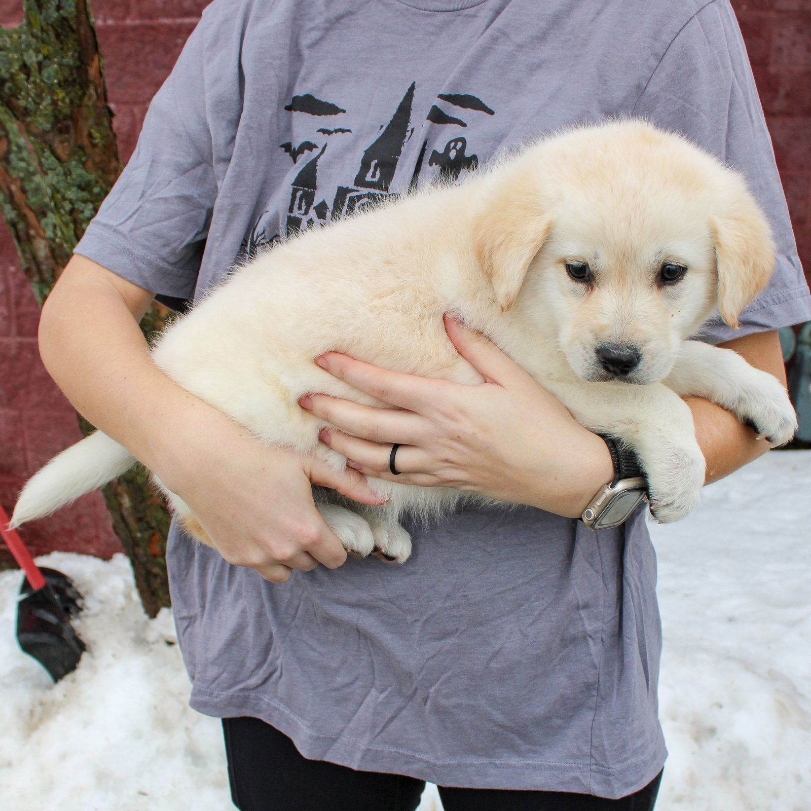Dog for Adoption - Aspen, a Yellow Labrador Retriever in Bensenville ...