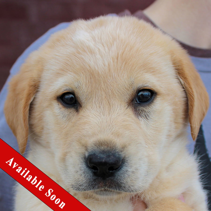 Dog for Adoption - Aurora, a Yellow Labrador Retriever in Crystal Lawns ...