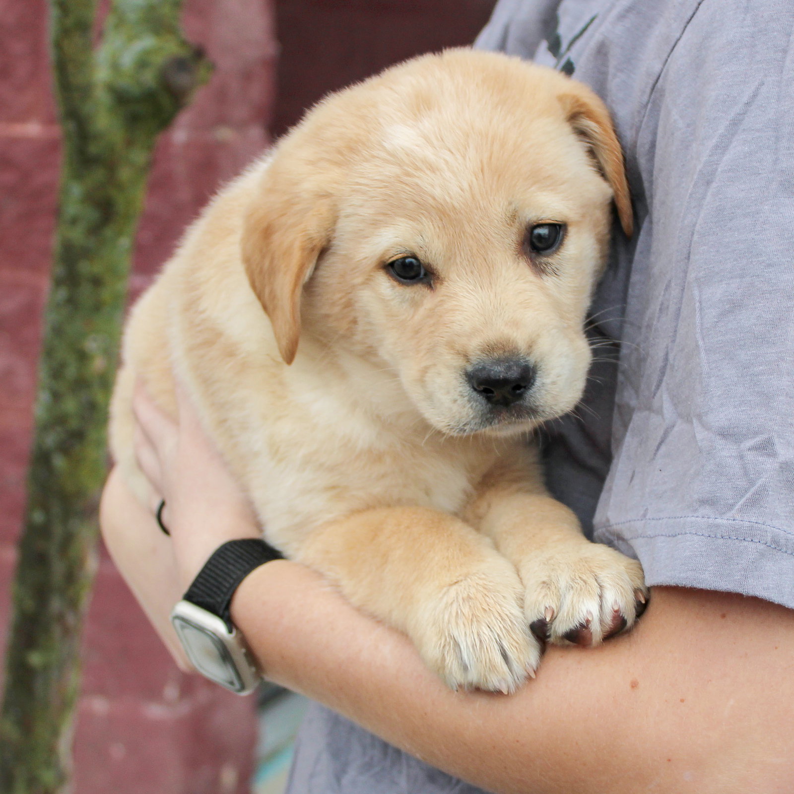 Dog for Adoption - Aurora, a Yellow Labrador Retriever in Crystal Lawns ...