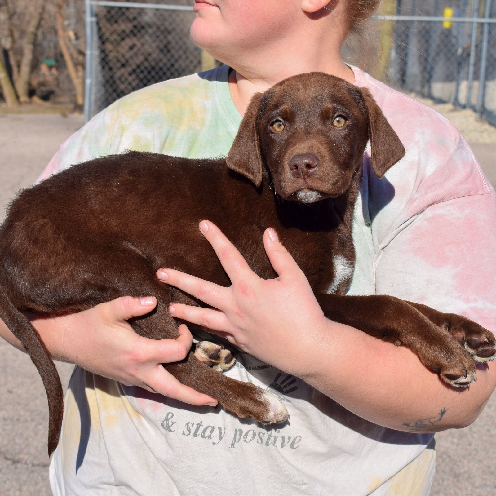 Dog for Adoption - Paul, a Chocolate Labrador Retriever in Kenosha, WI ...
