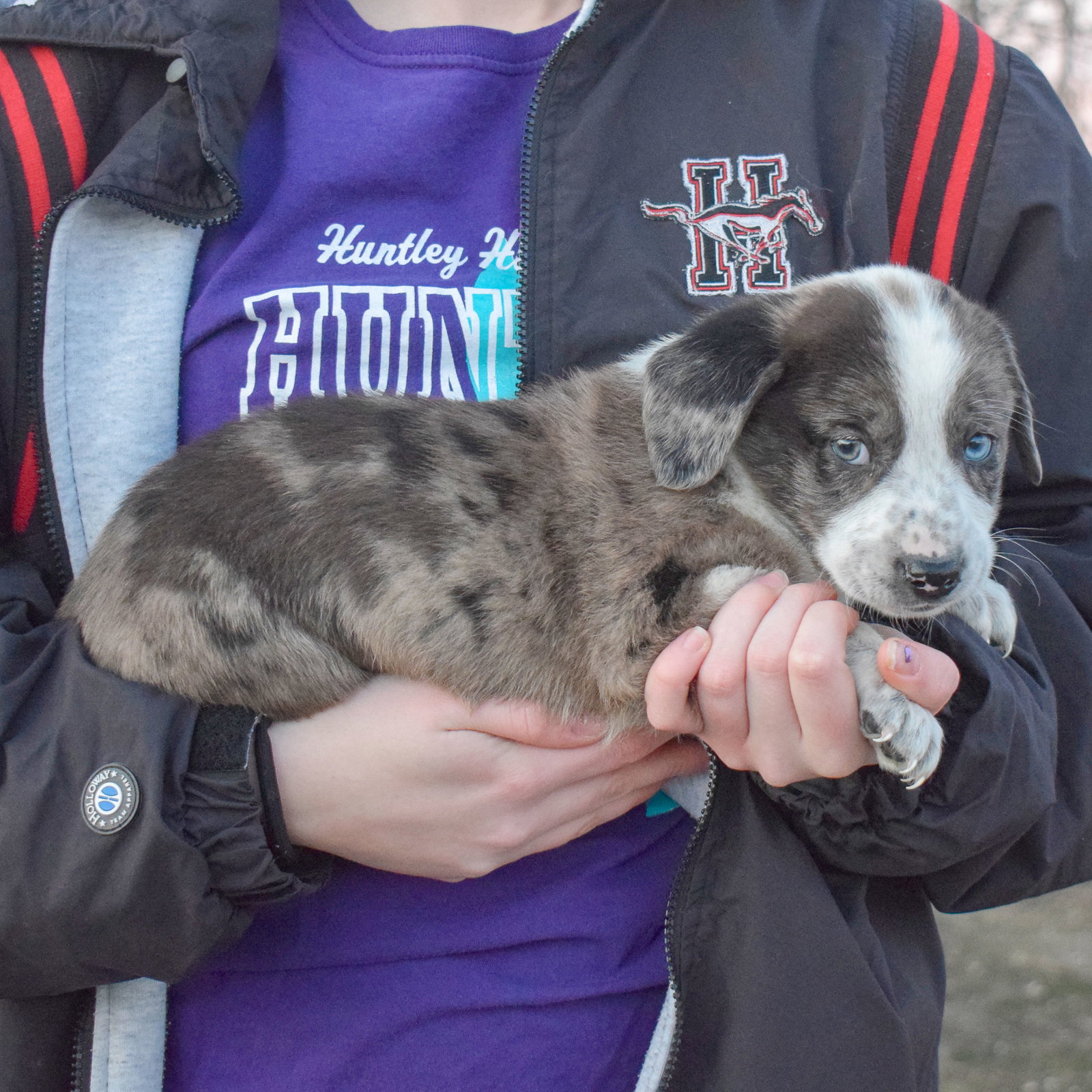 Dog for Adoption - Rip, a Border Collie in Addison, IL | Alpha Paw