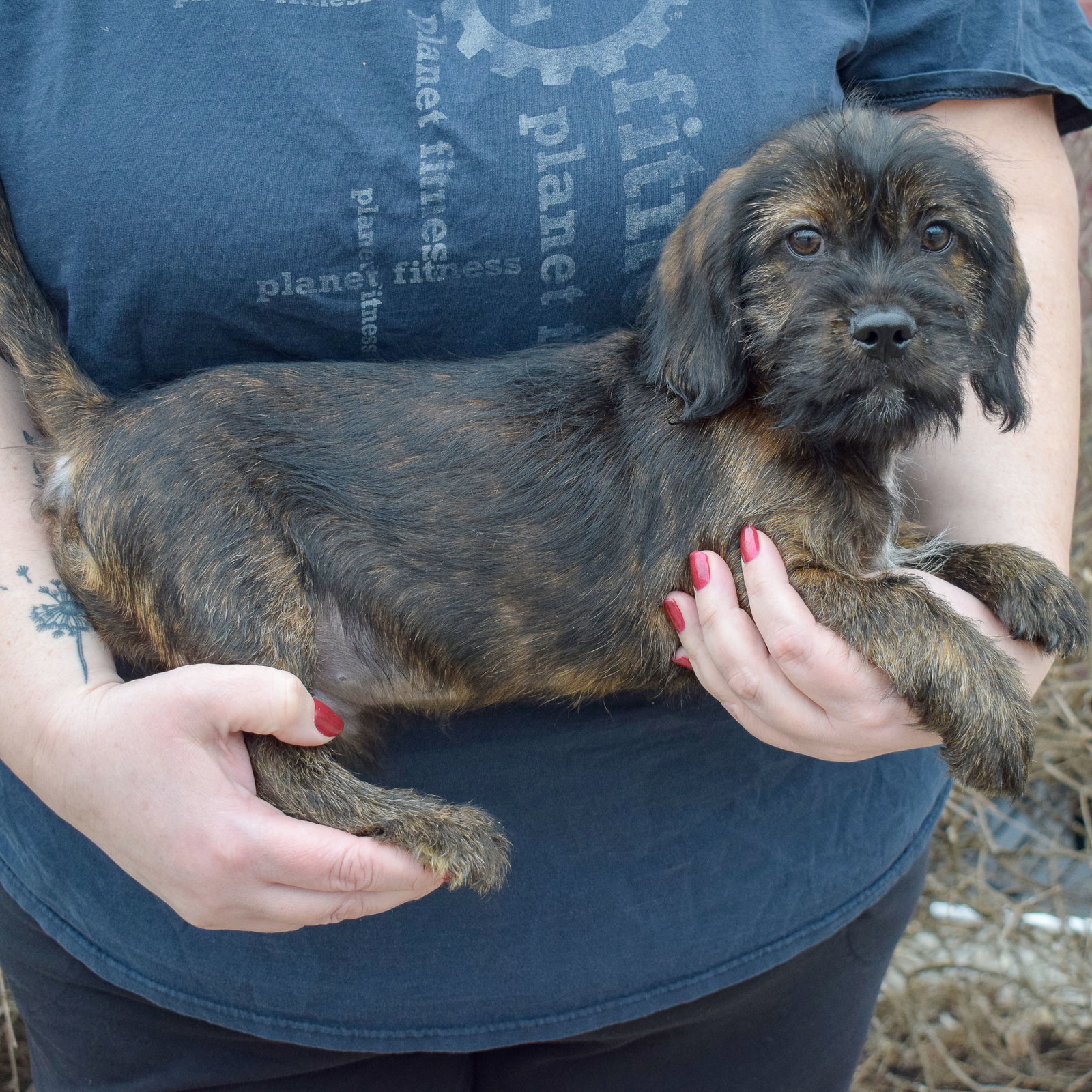 Dog for Adoption - Tramp, a Dachshund in Genoa, IL | Alpha Paw