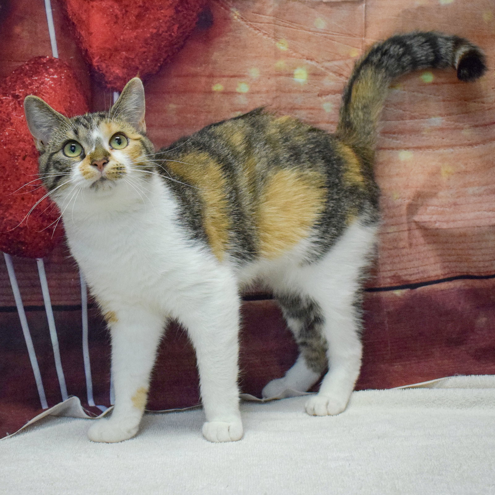 Cats for Adoption in Elgin, Illinois | Alpha Paw
