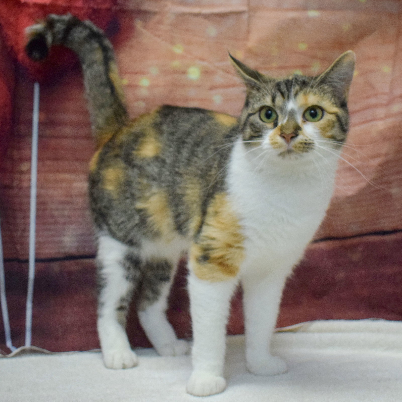 Cats for Adoption in Elgin, Illinois | Alpha Paw