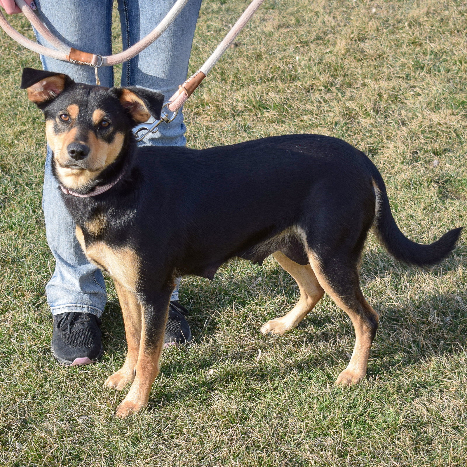 Dog for Adoption - Girlfriend, a German Shepherd Dog in Rolling Meadows ...