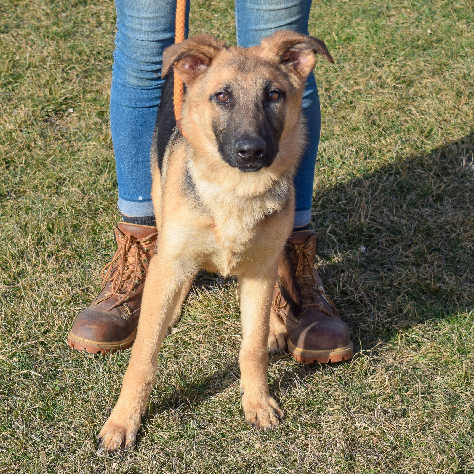 Dog for Adoption - Kastor, a German Shepherd Dog in Woodstock, IL ...