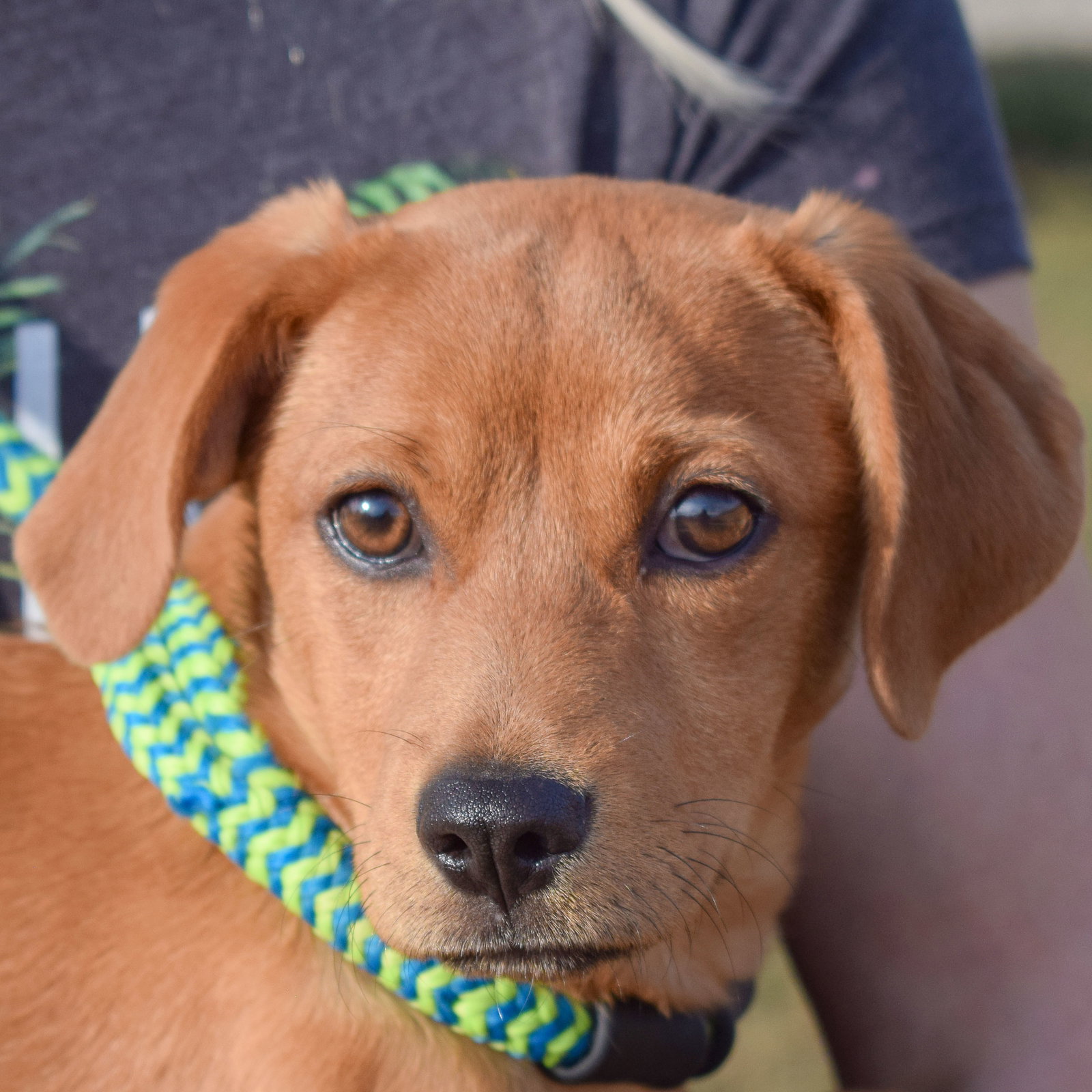 Dog for Adoption - Lia, a Golden Retriever in Rolling Meadows, IL ...