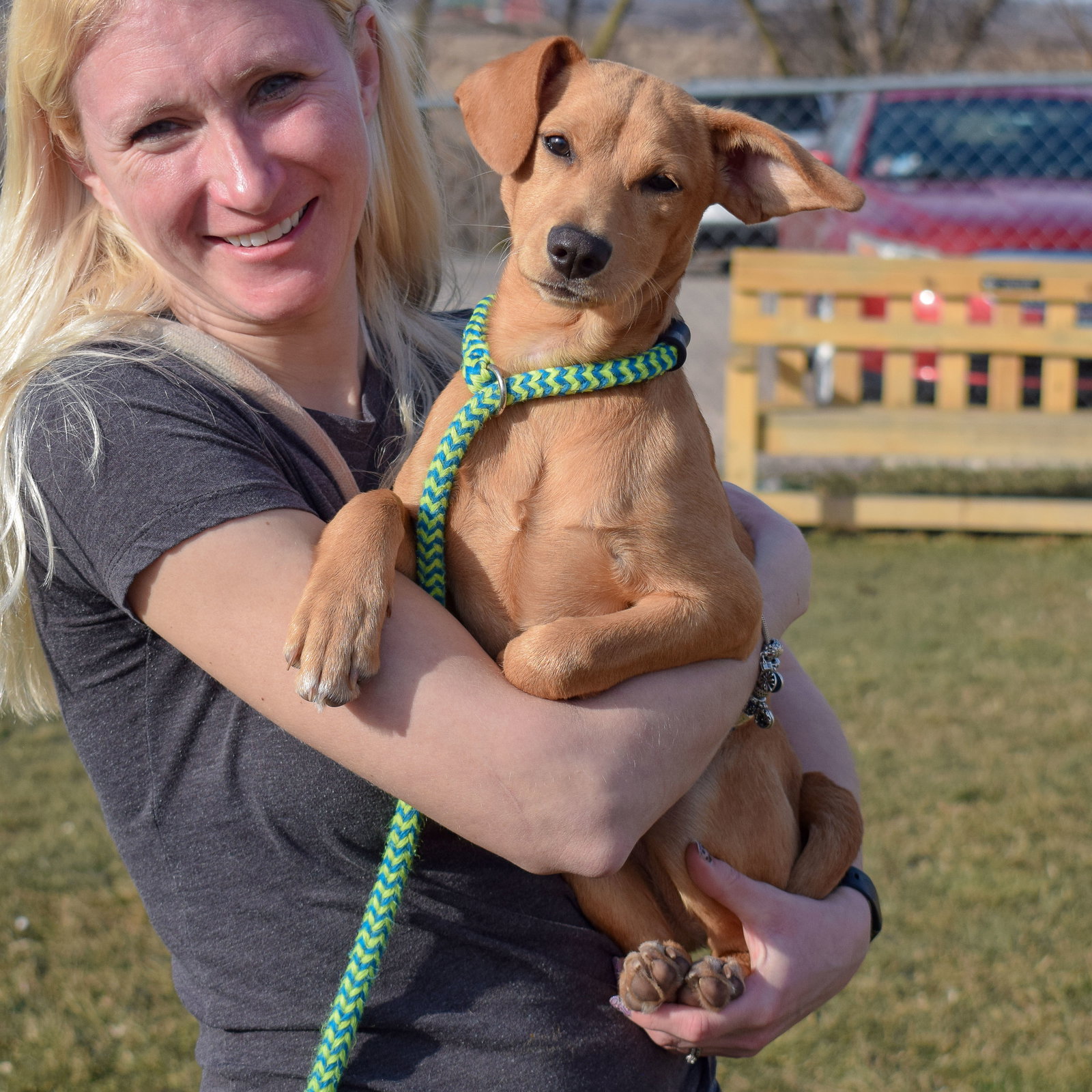 Dog for Adoption - Mia, a Golden Retriever in Wonder Lake, IL | Alpha Paw