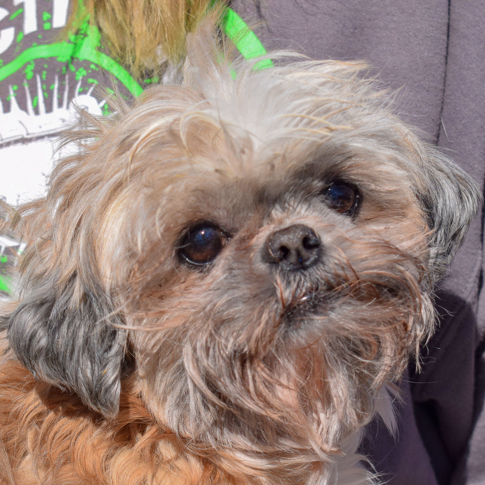 Dog for Adoption - Holly, a Shih Tzu in Evanston, IL | Alpha Paw