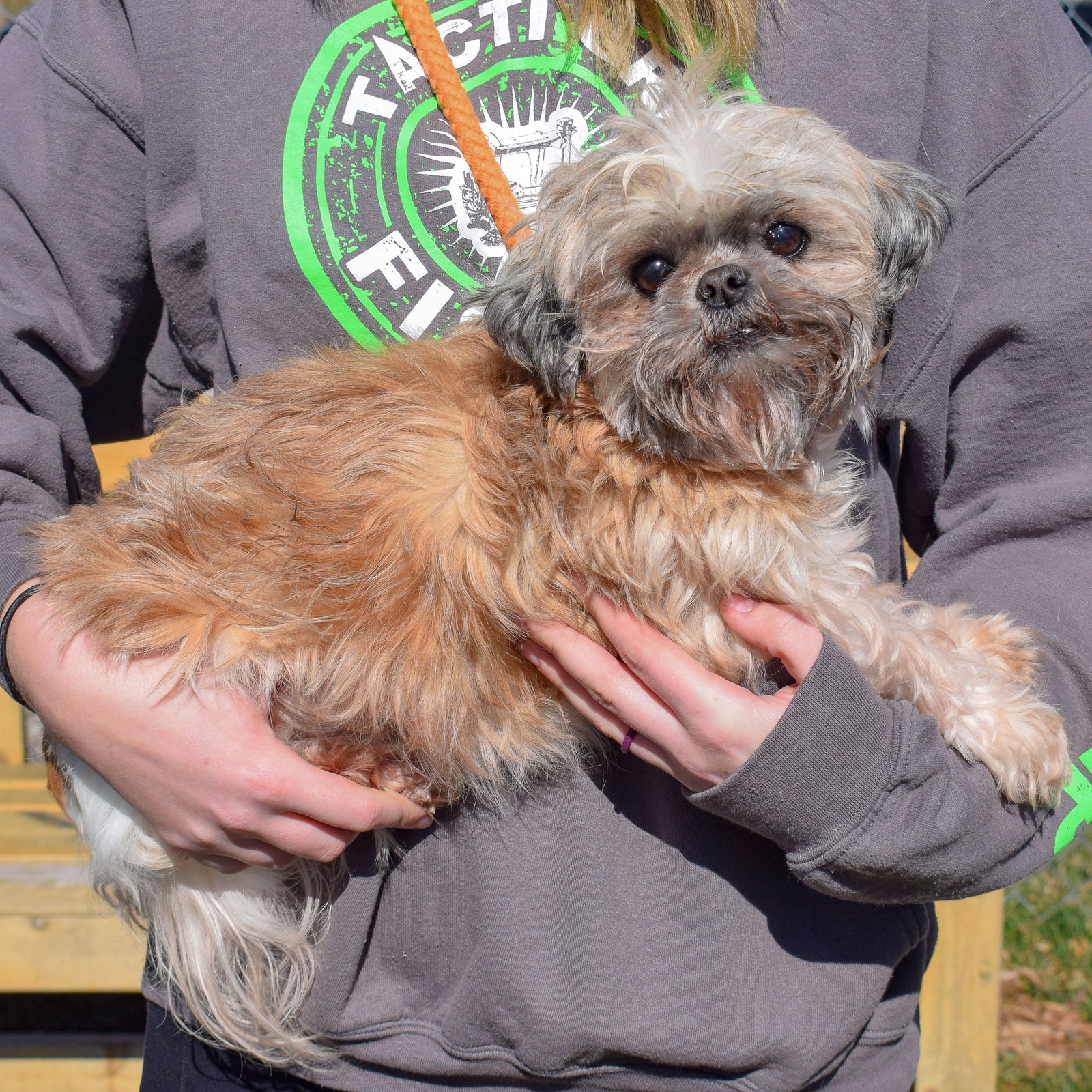 Dog for Adoption - Holly, a Shih Tzu in Evanston, IL | Alpha Paw