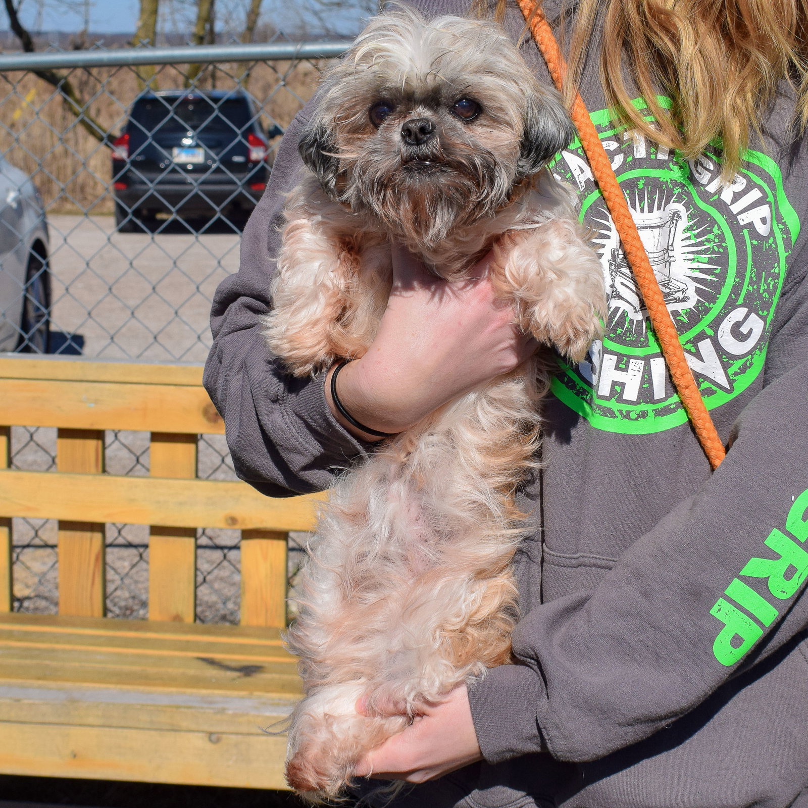 Dog for Adoption - Holly, a Shih Tzu in Algonquin, IL | Alpha Paw